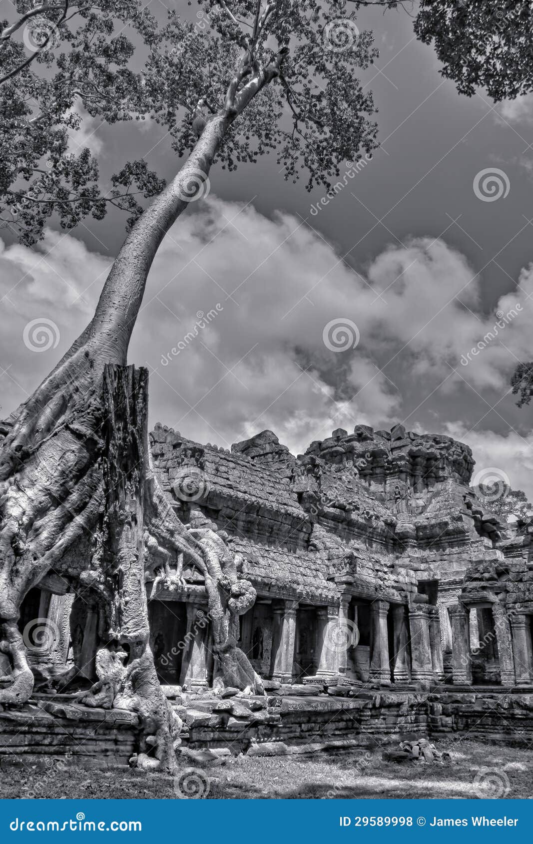 Black and White Angkor Wat Photo Stock Photo - Image of buddhism, plant ...