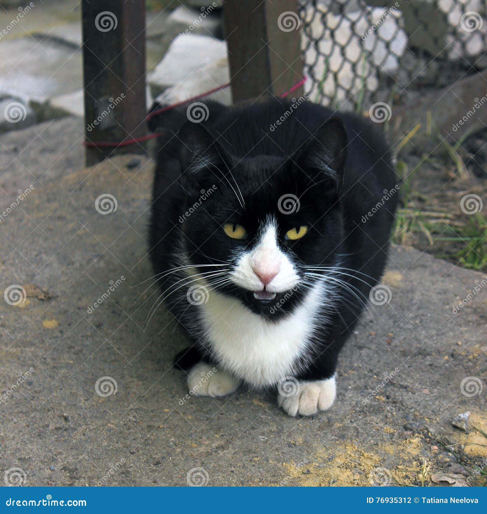 Black and white angry cat stock photo. Image of ambush - 76935312