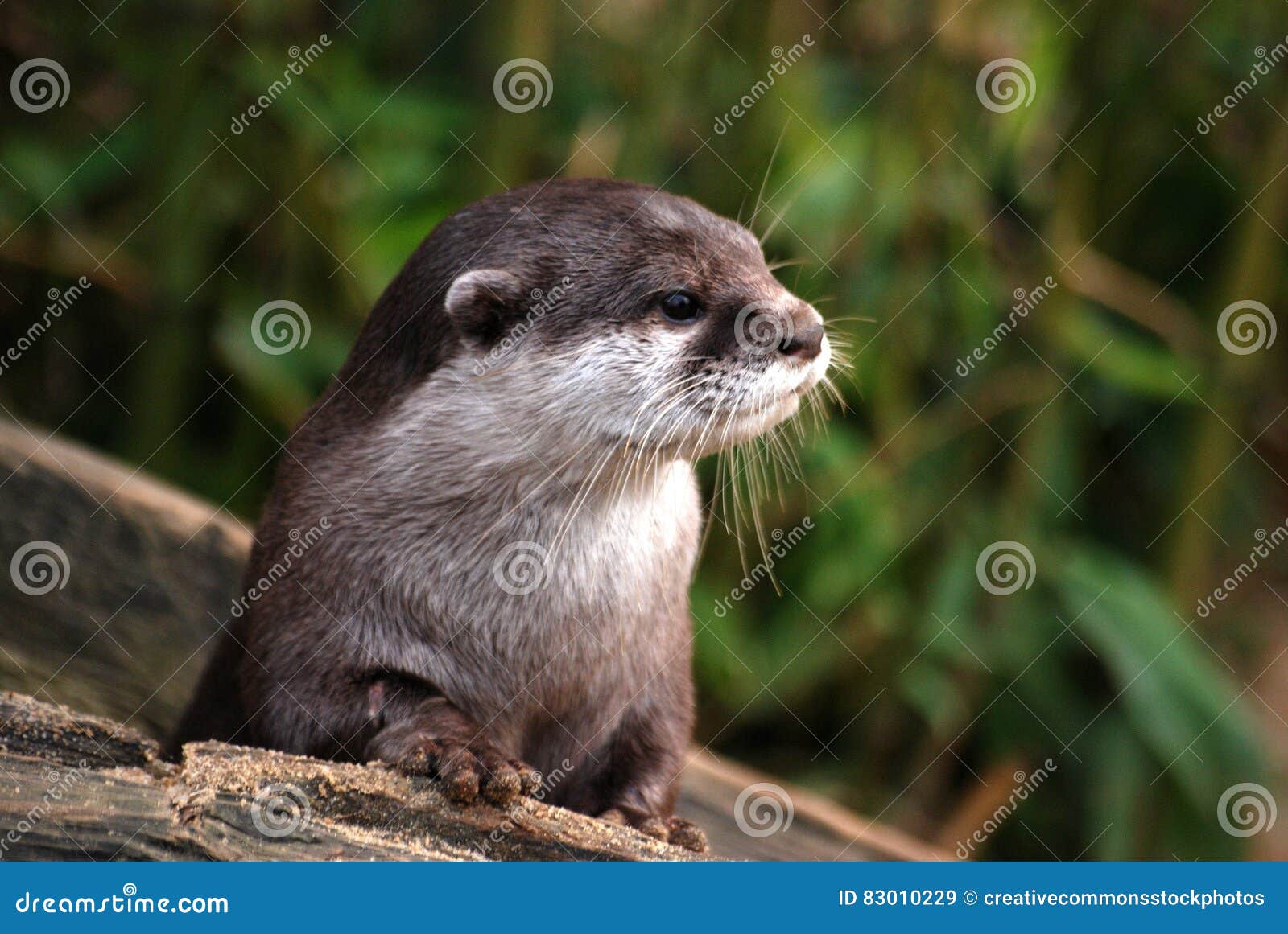 Black And White Animal On Gray Trunk During Daytime Picture. Image ...