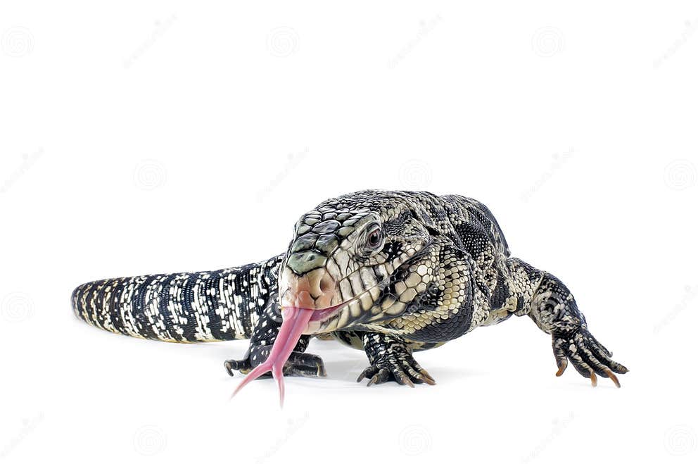 Black and White Argentine Tegu Stock Photo - Image of argentine ...