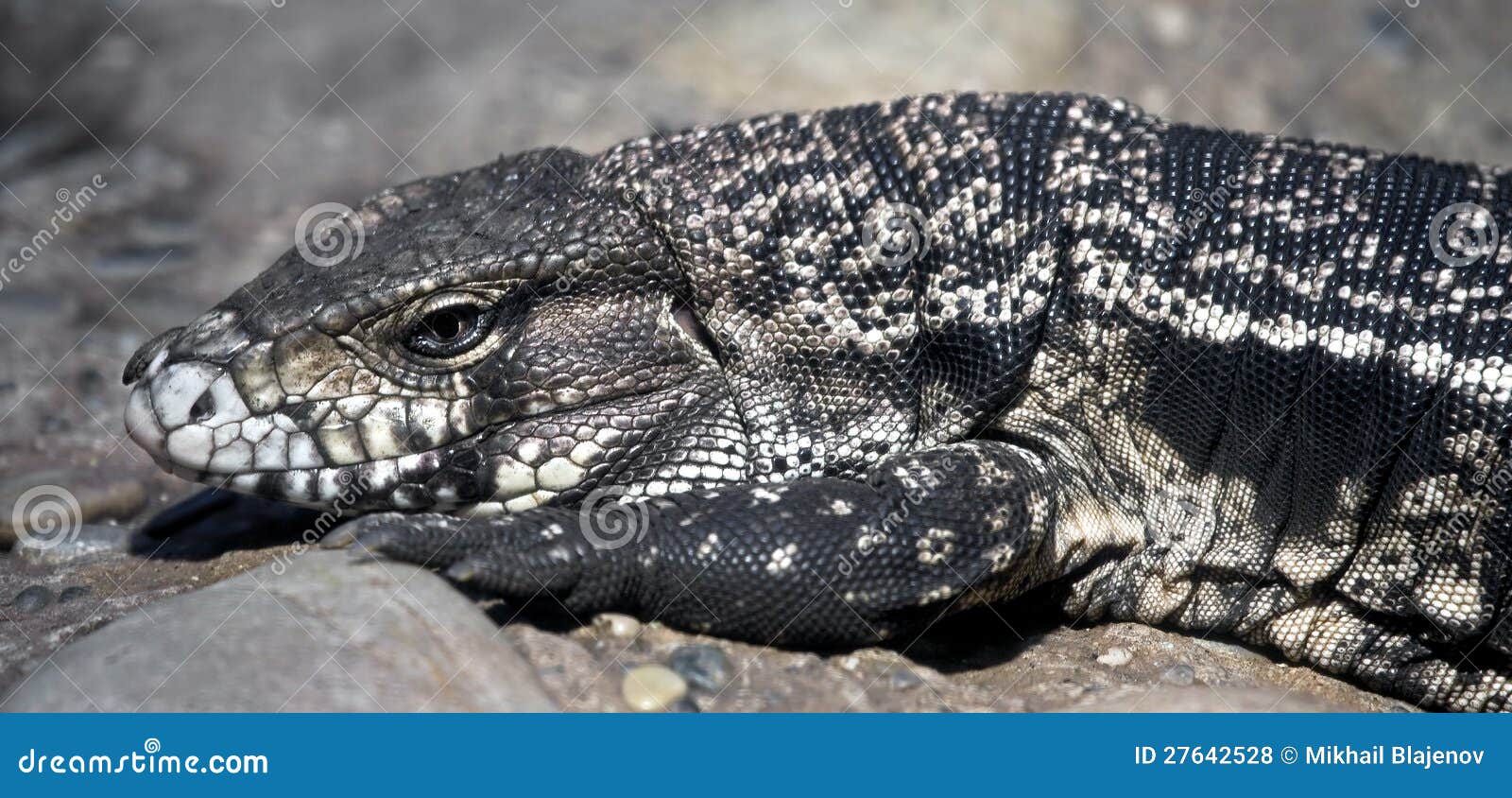 Black and White Argentinian Teju 1 Stock Photo - Image of zoology ...