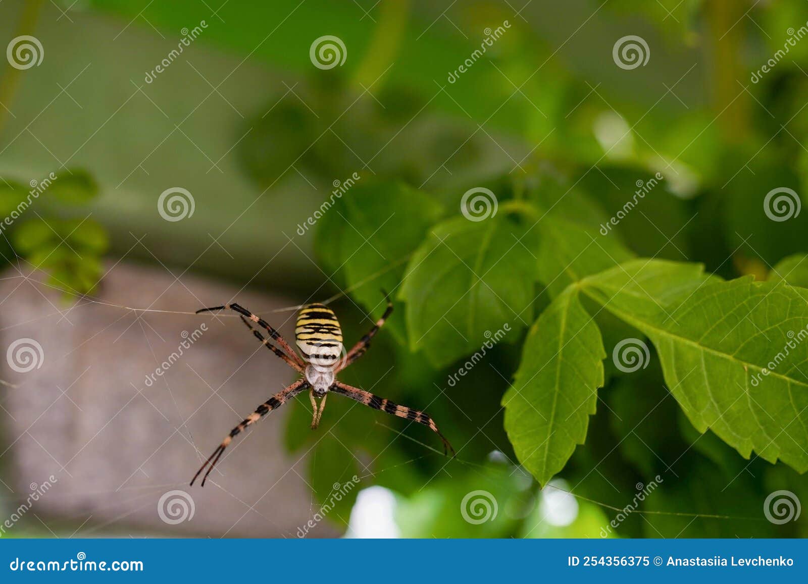 Black and White Argiope Spider on Web Spider with Morning Light in the ...