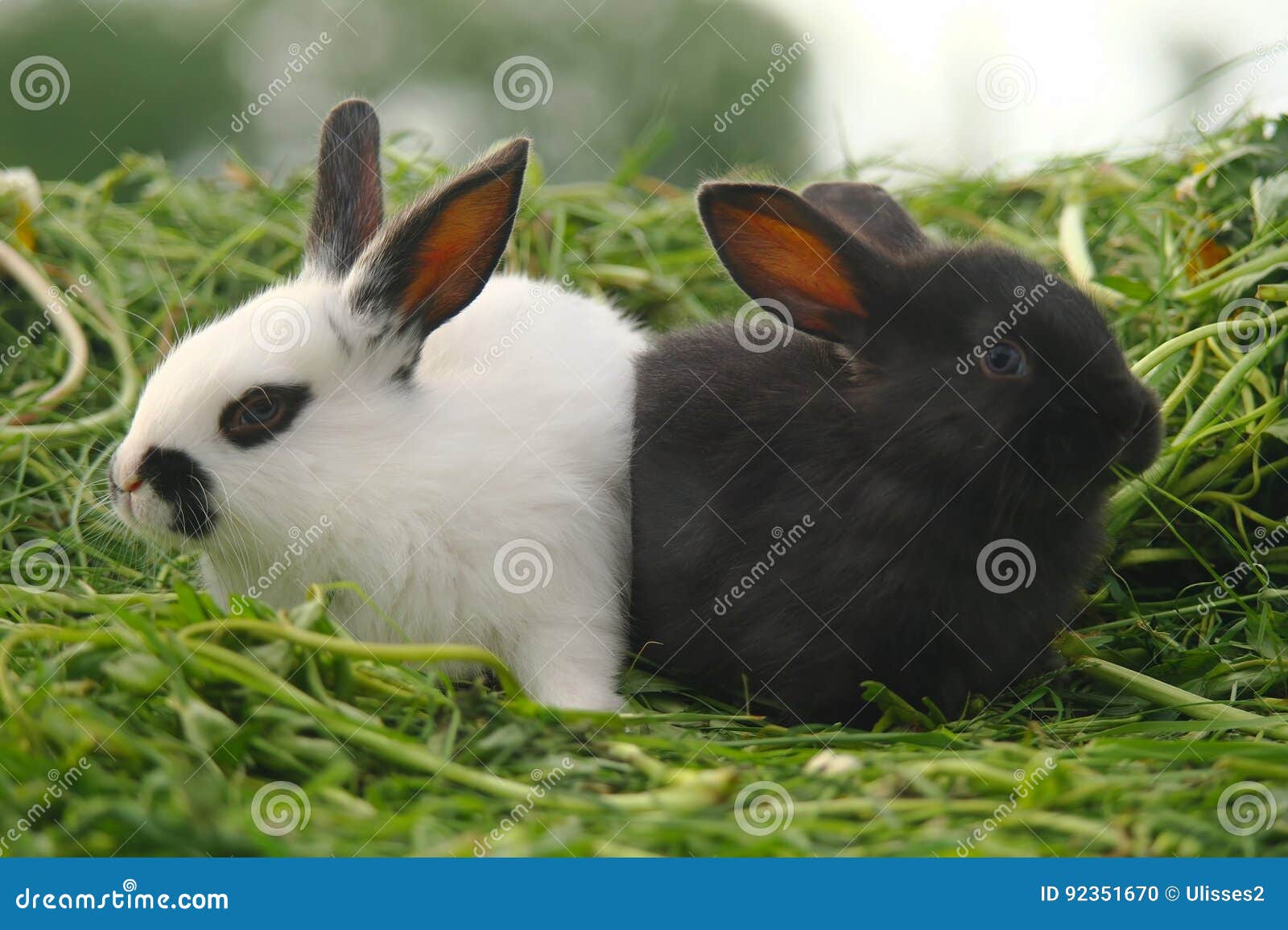 Black and White Baby Rabbits on Green Grass Stock Photo - Image of lawn ...
