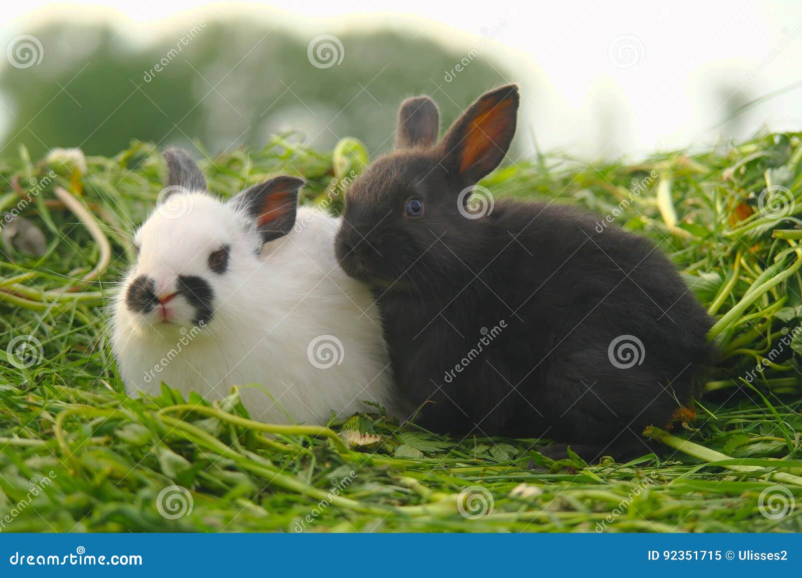 Black and White Baby Rabbits on Green Grass Stock Image - Image of ...