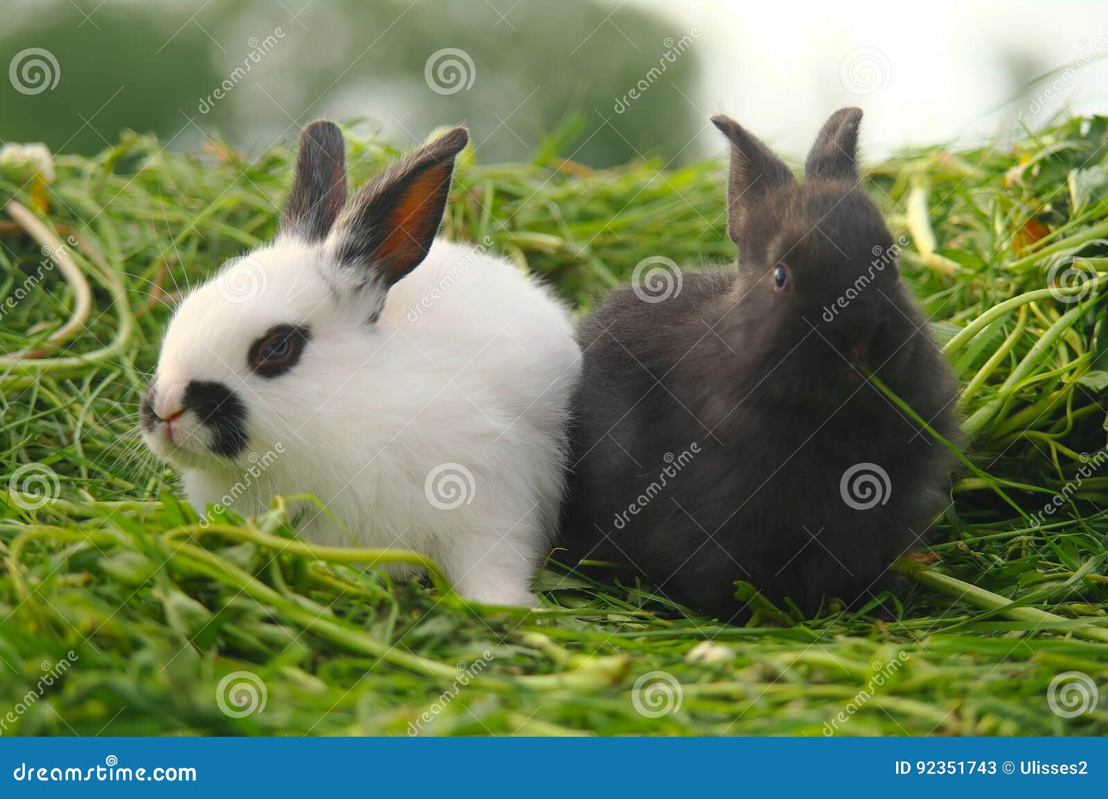 Black and White Baby Rabbits on Green Grass Stock Image - Image of ...