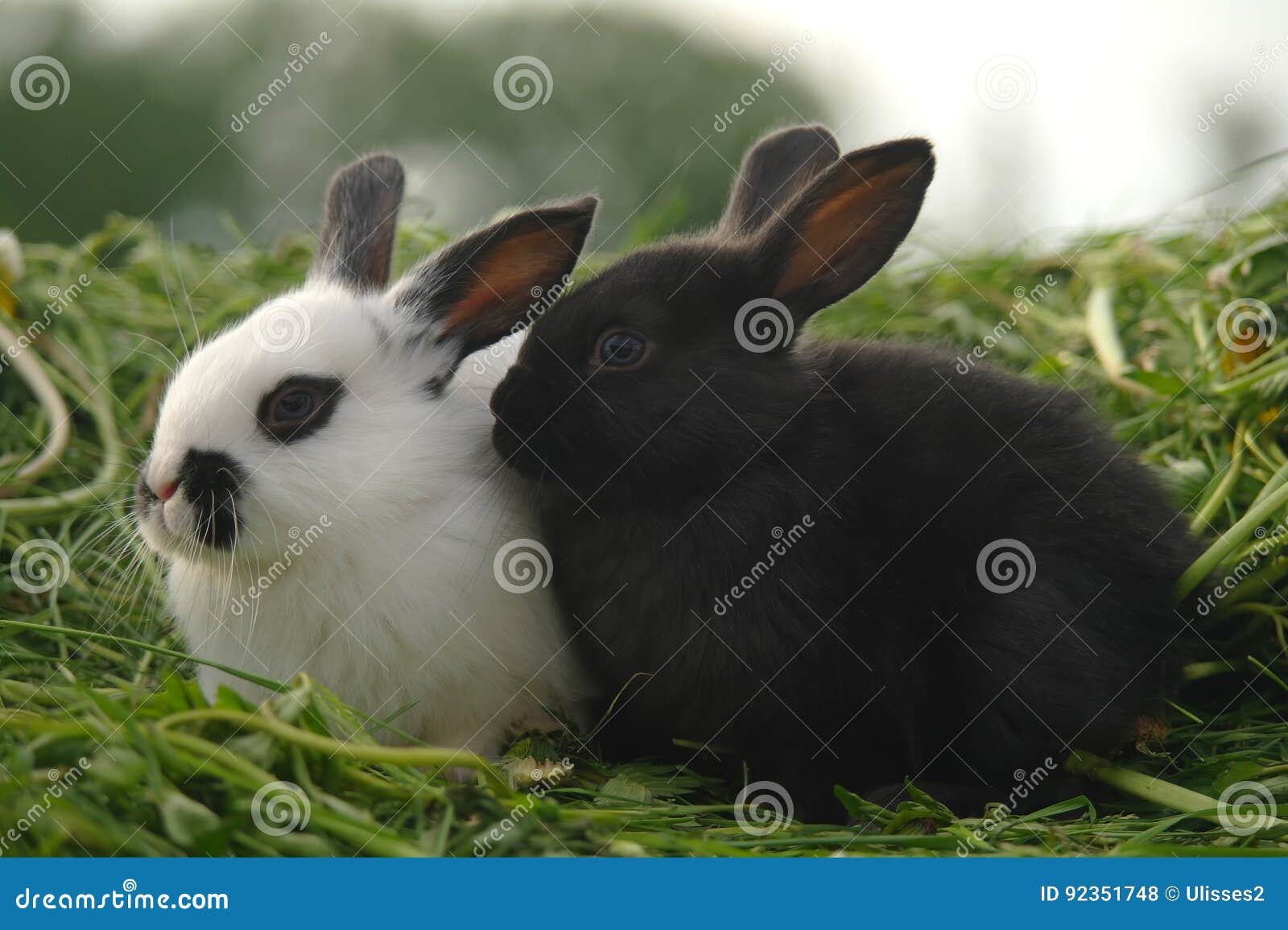 Black and White Baby Rabbits on Green Grass Stock Photo - Image of ...