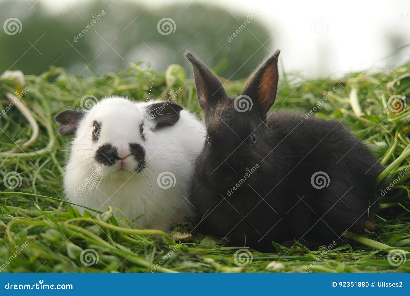 Black and White Baby Rabbits on Green Grass Stock Photo - Image of ...