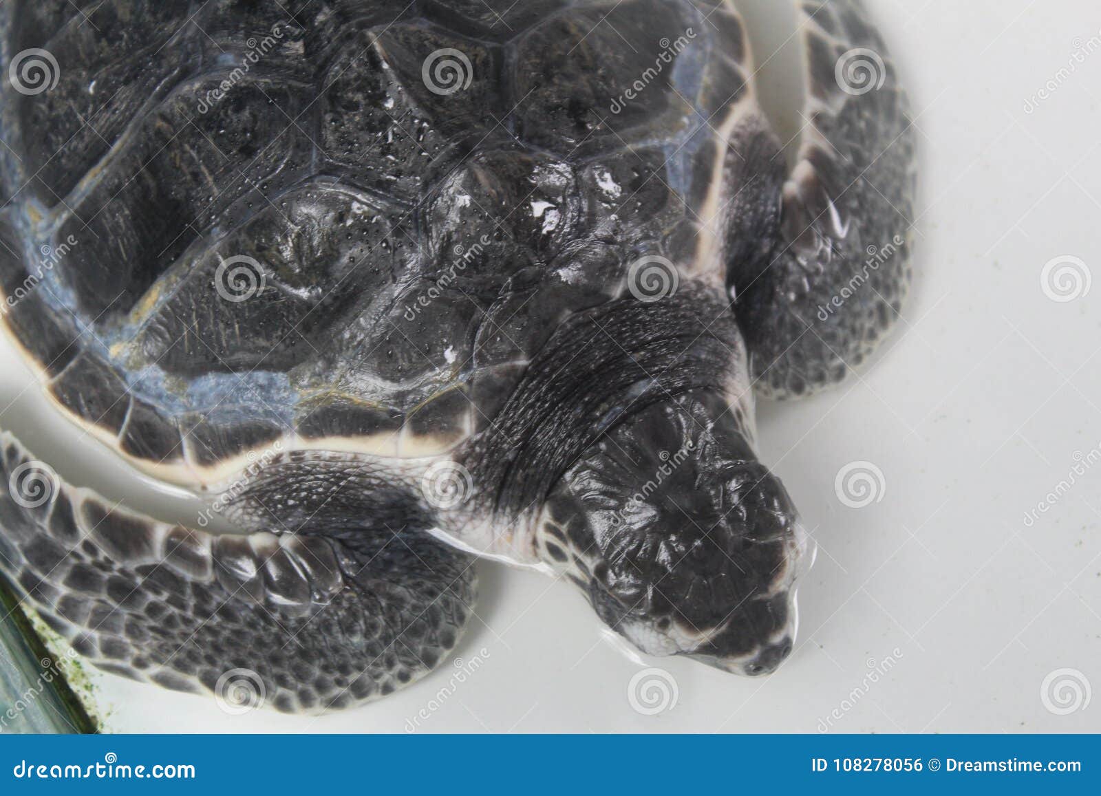 Black and White Baby Turtle Stock Photo - Image of black, turtle: 108278056