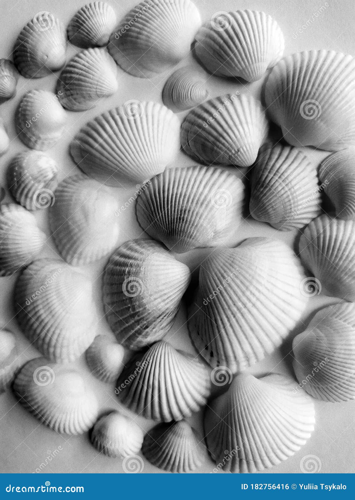 Black and White Background. Sea Shells Background Stock Photo - Image ...