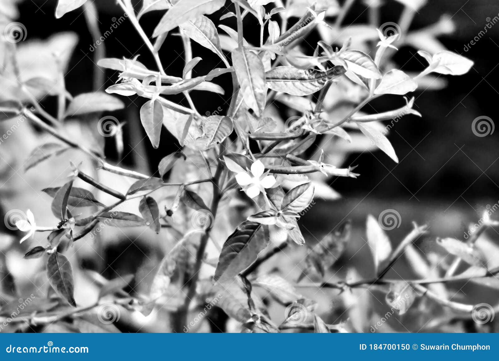 The Black and White Background of a Small Tree Stock Photo - Image of ...