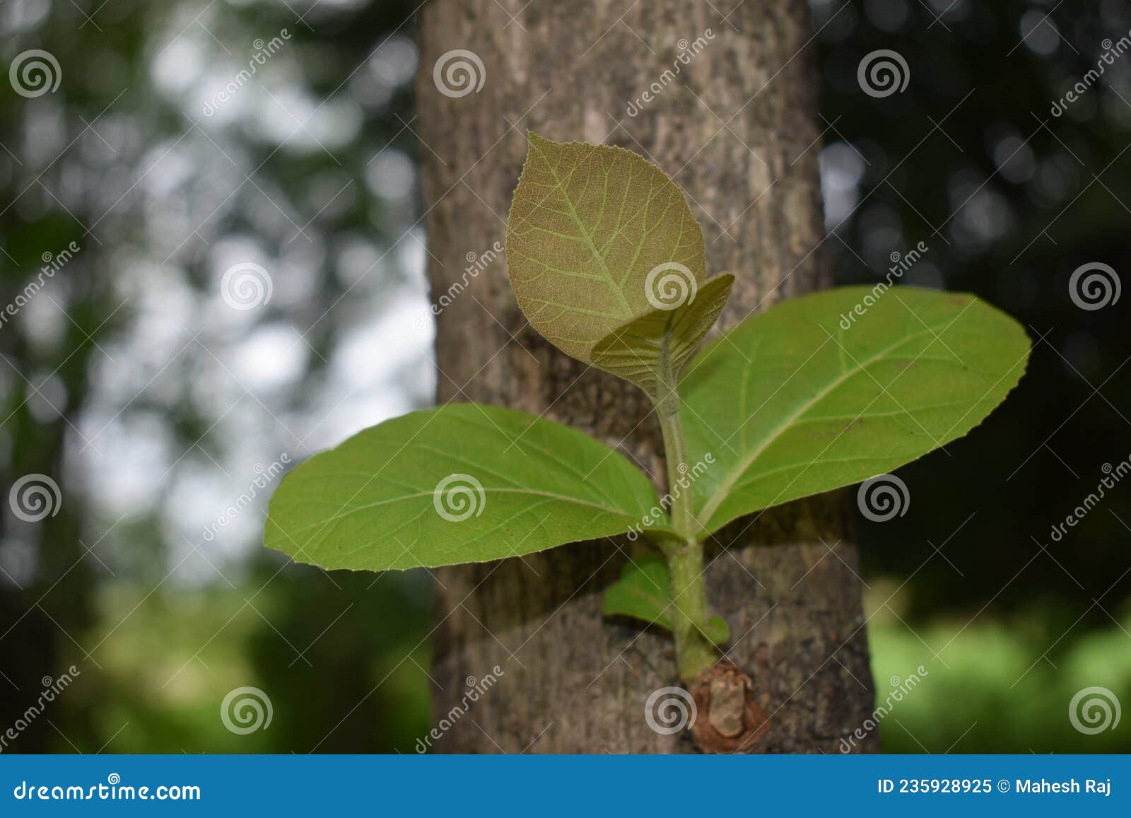 Black and White Background Texture and Twin and Leave Stock Image ...