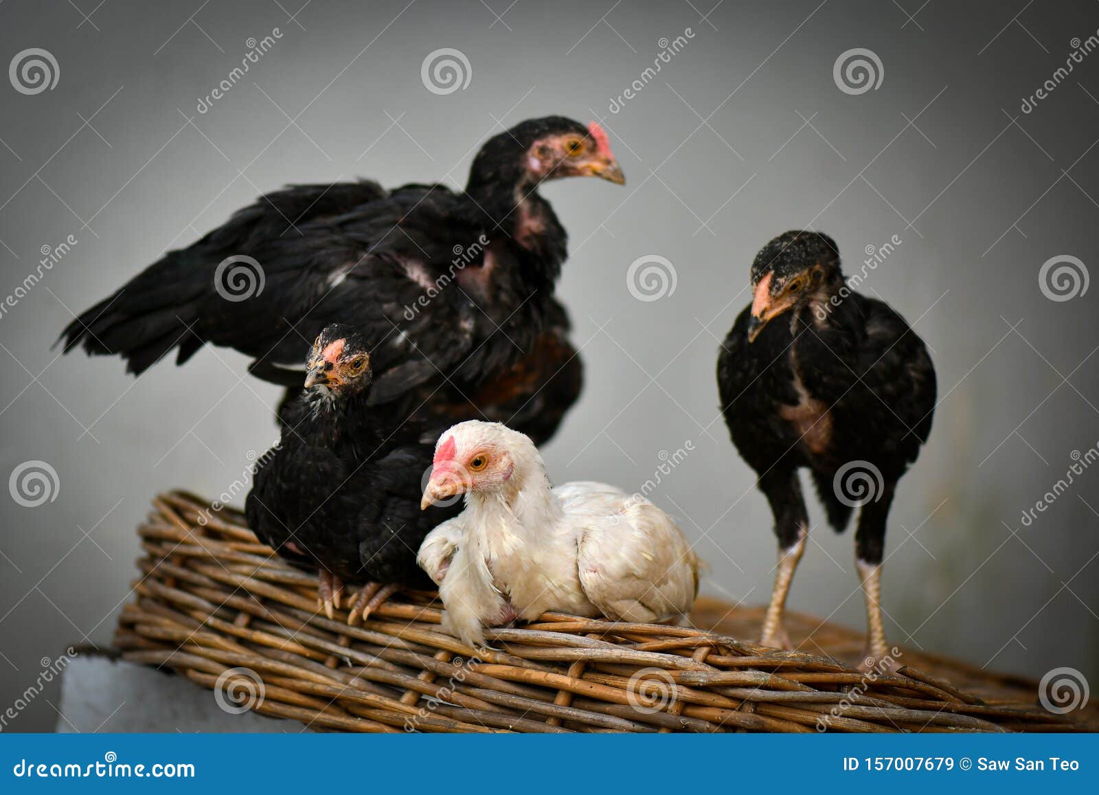 Backyard Chickens Dramatic Pose Stock Image - Image of adorable ...