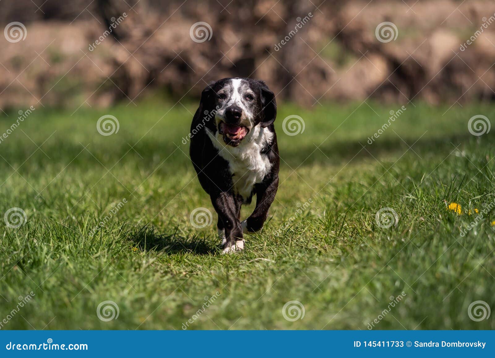 A Black and White Basset Dog Outside Stock Image - Image of friend ...