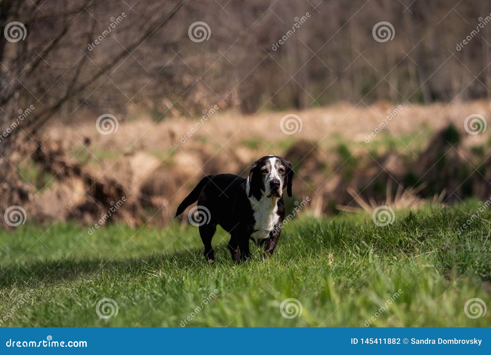 A Black and White Basset Dog Outside Stock Photo - Image of cute ...