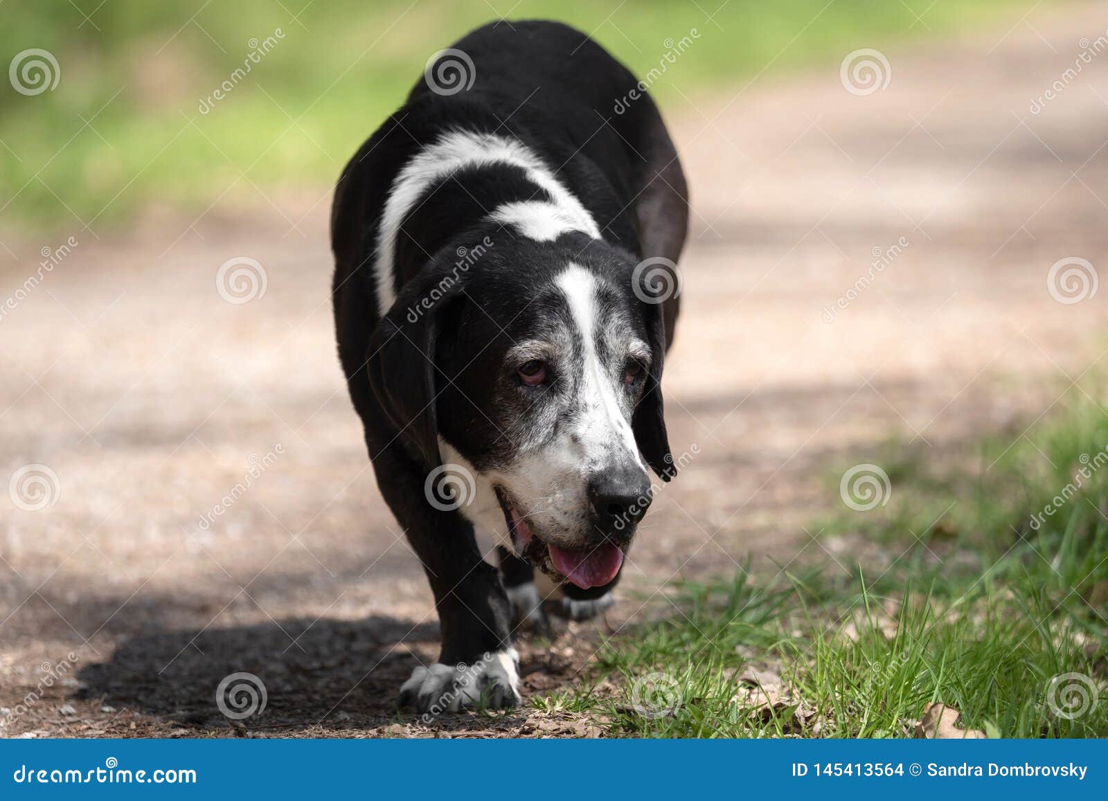 A Black and White Basset Dog Outside Stock Photo - Image of meadow ...