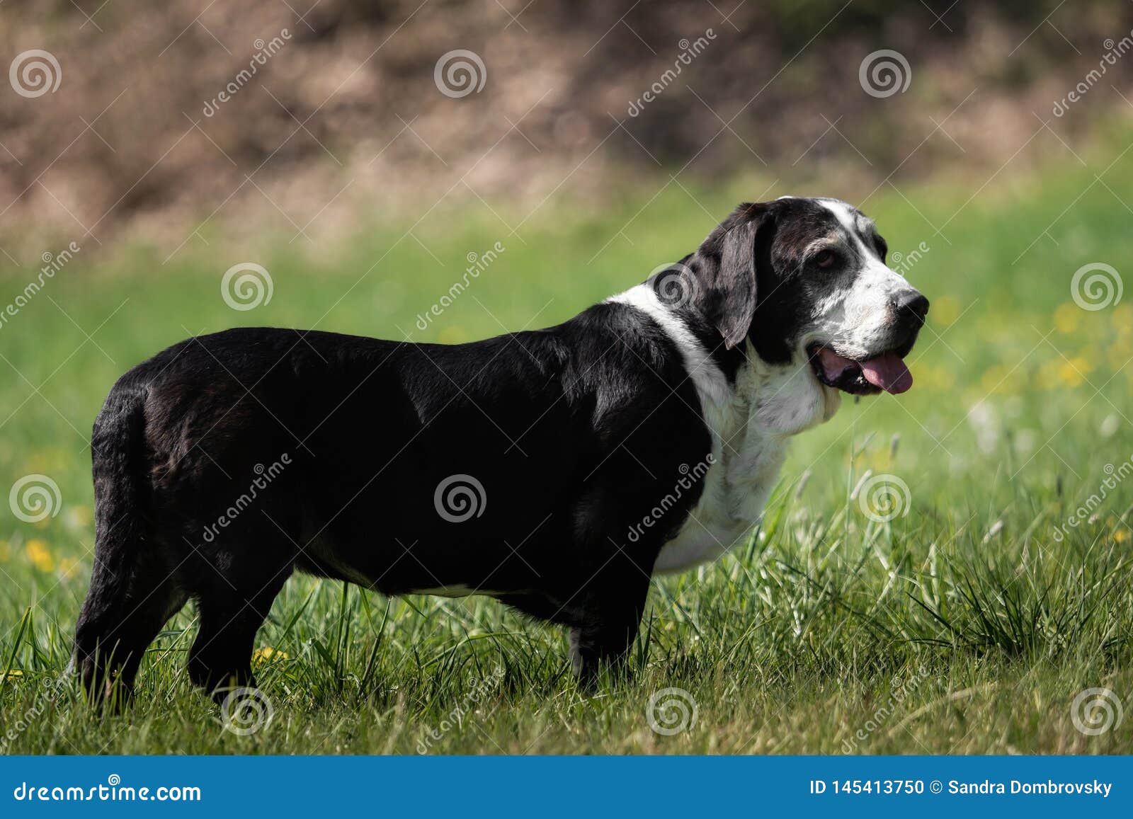 A Black and White Basset Dog Outside Stock Photo - Image of purebred ...