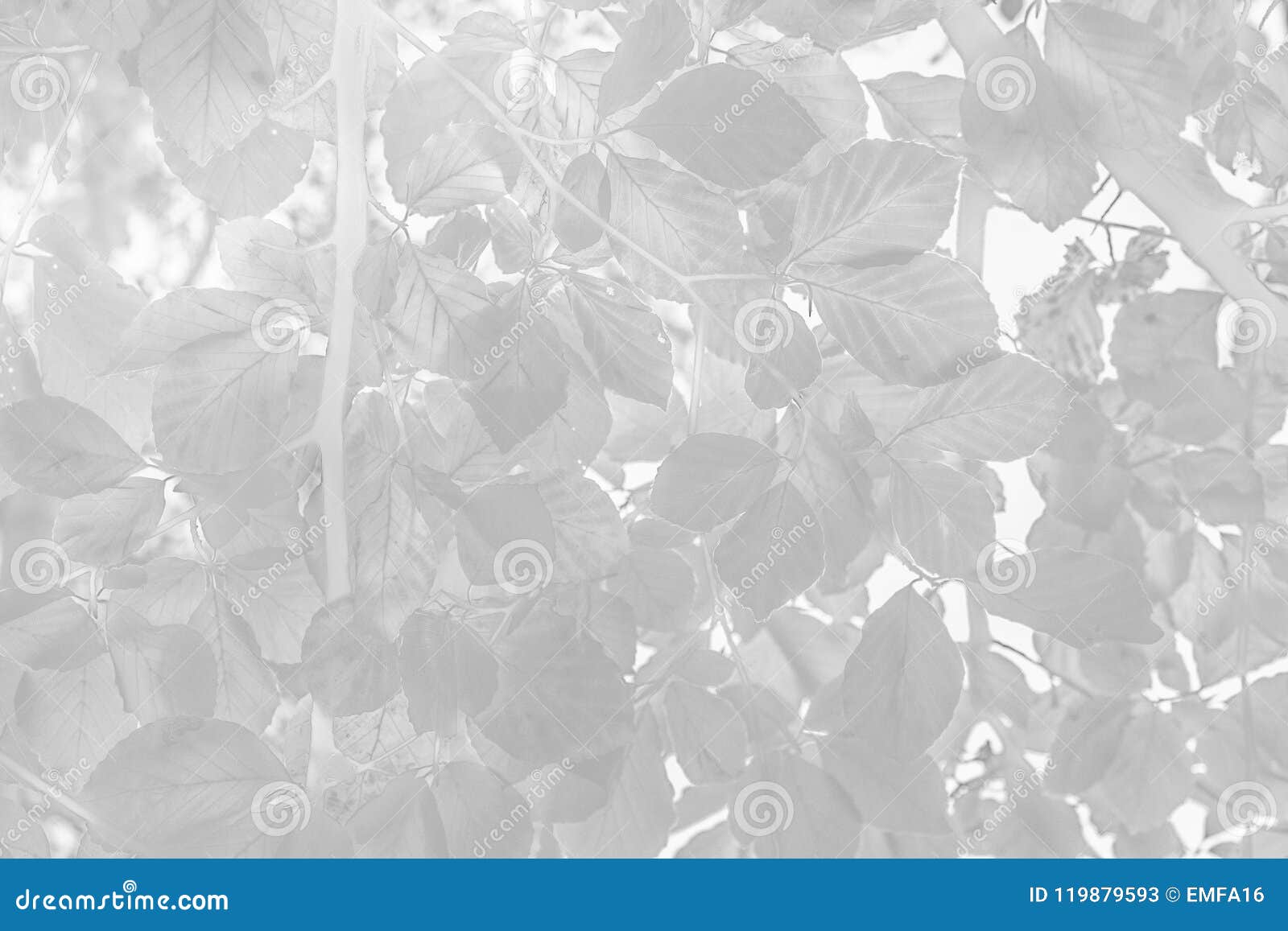 Black and White Beech Tree Leaves in Autumn Pattern Stock Image - Image ...