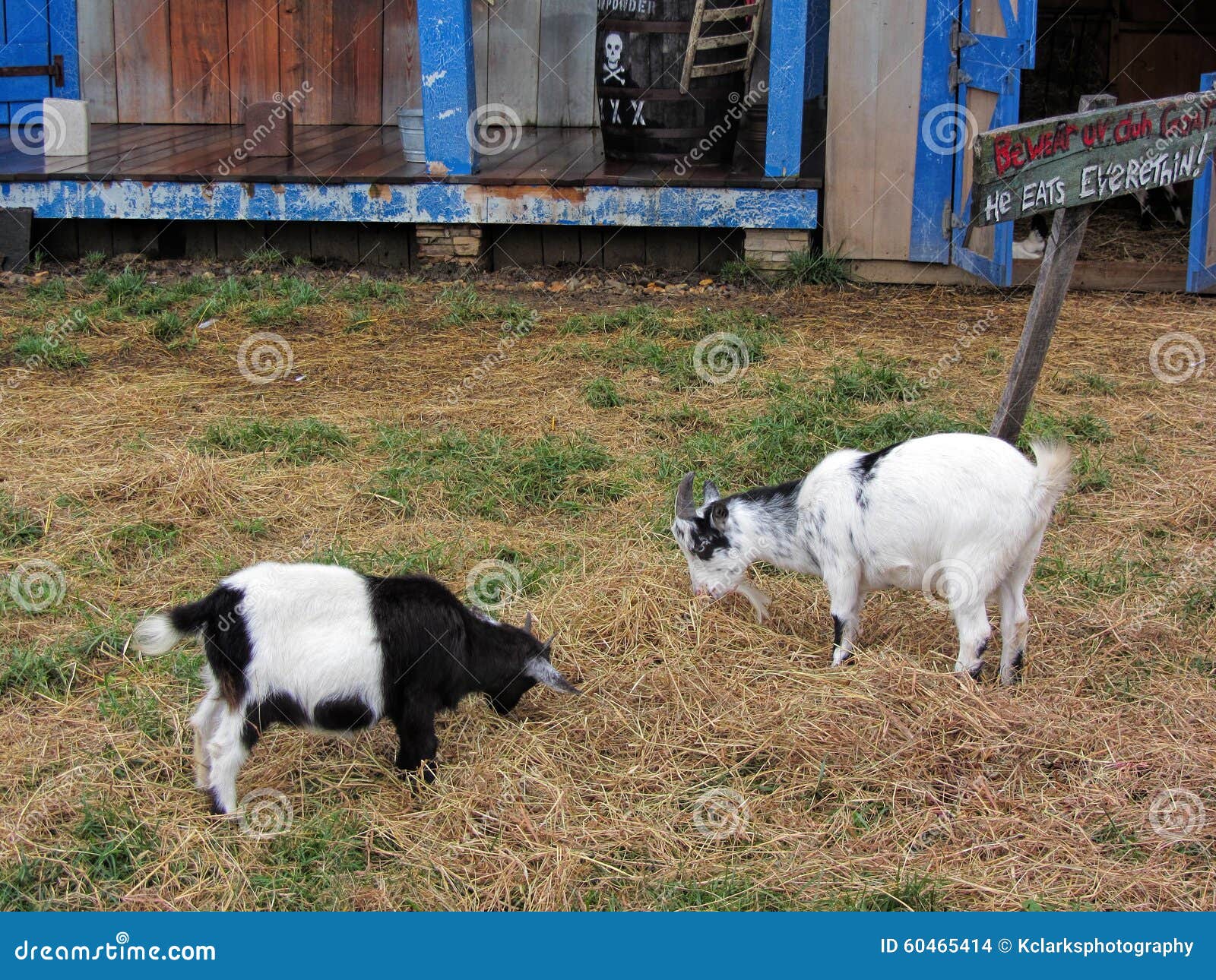 Two Billy Goats Royalty-Free Stock Photography | CartoonDealer.com ...