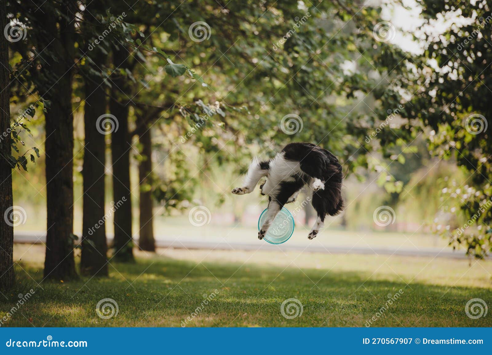 Black and White Border Collie Catching a Frisbee Disc Stock Image ...