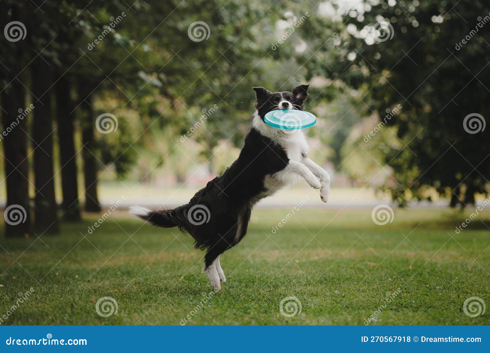 Black and White Border Collie Catching a Frisbee Disc Stock Photo ...