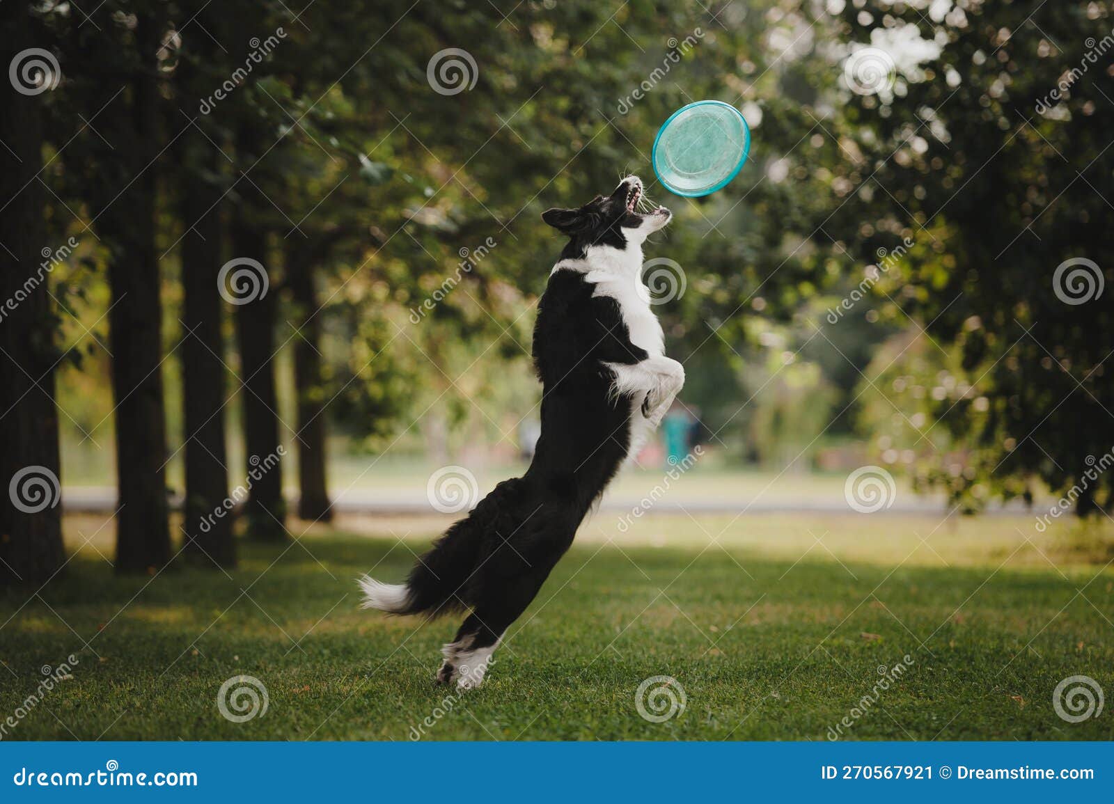 Black and White Border Collie Catching a Frisbee Disc Stock Image ...