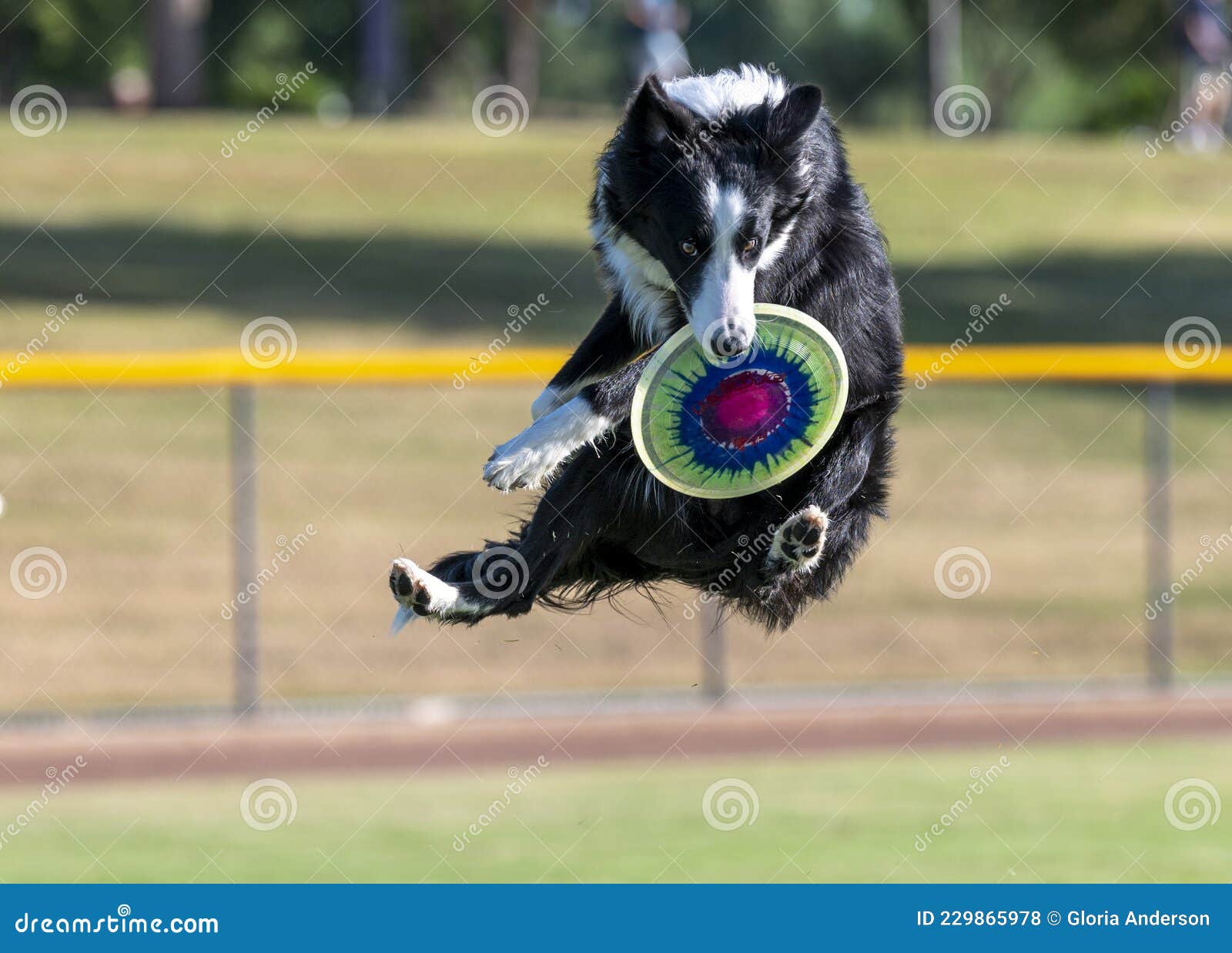 Black and White Border Collie after Catching a Rainbow Disc Stock Photo ...