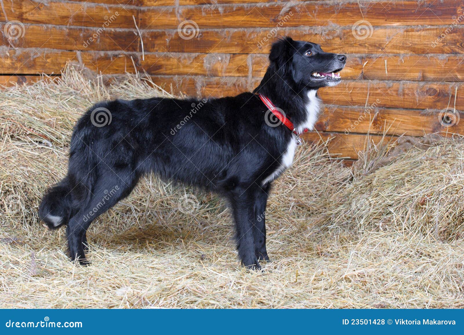 Black and White Border Collie Dog Exterior Stock Photo - Image of ...