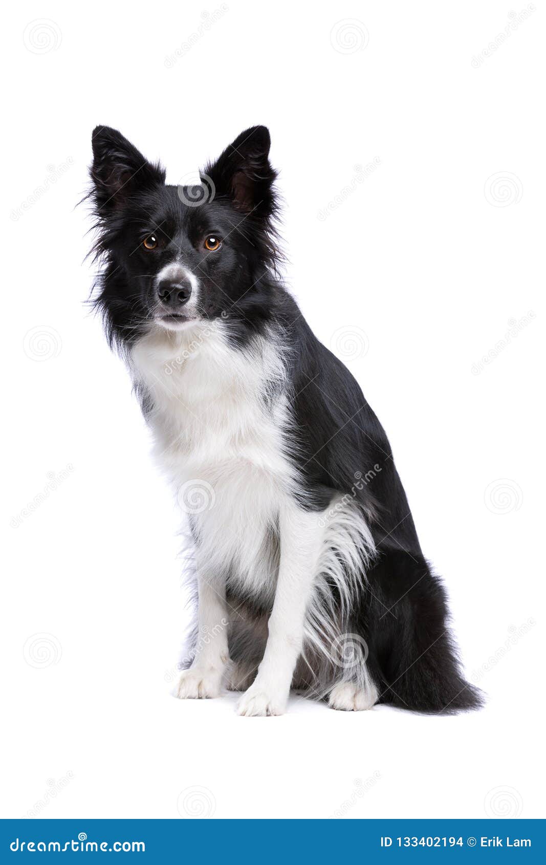 Black and White Border Collie Dog Stock Photo - Image of collie ...