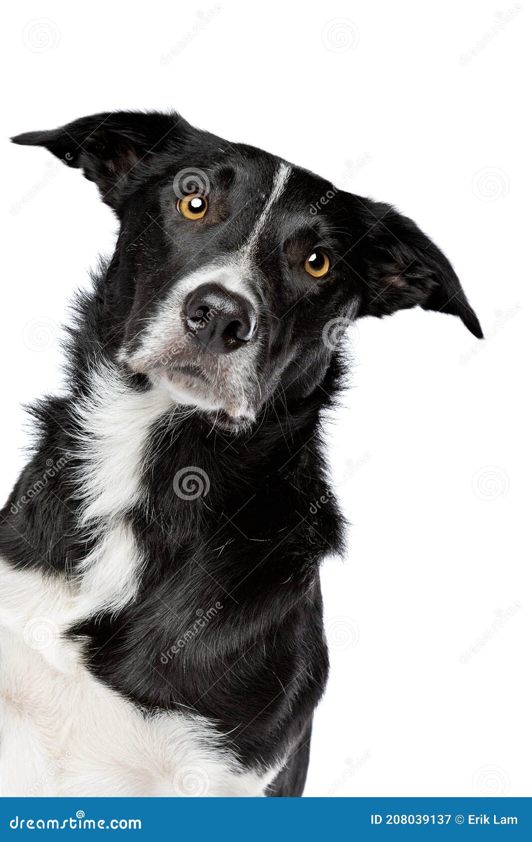 Black and White Border Collie Dog Stock Image - Image of looking, shot ...