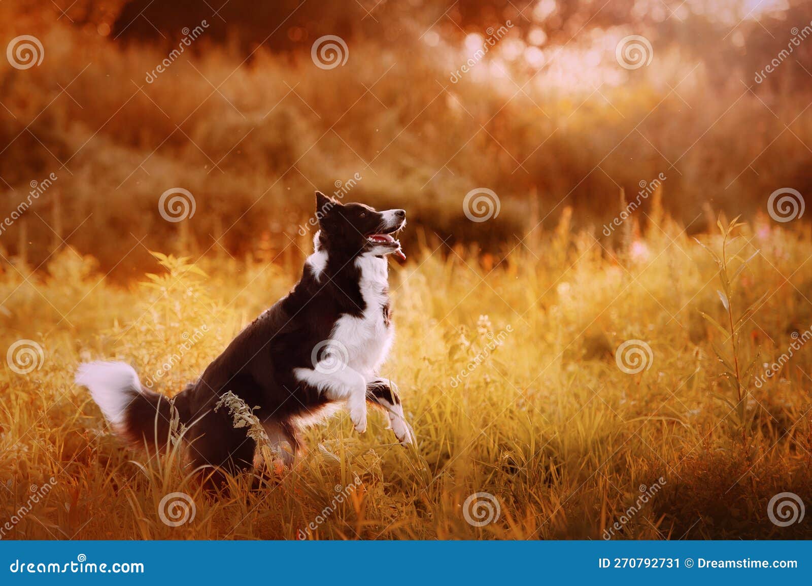 Black and White Border Collie in the Field at Sunset Stock Image ...