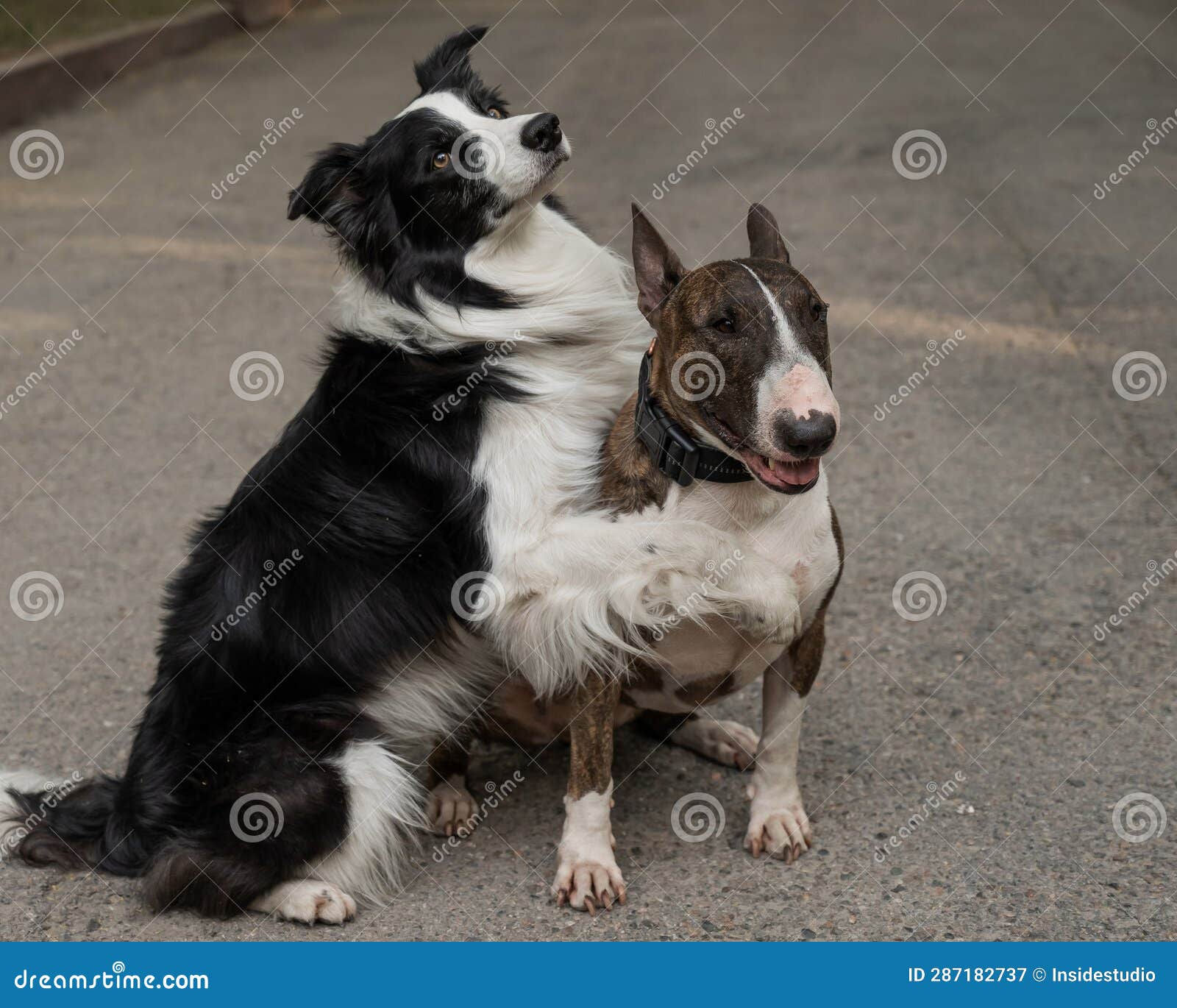 Black and White Border Collie Hugging a Brindle Bull Terrier on a Walk ...