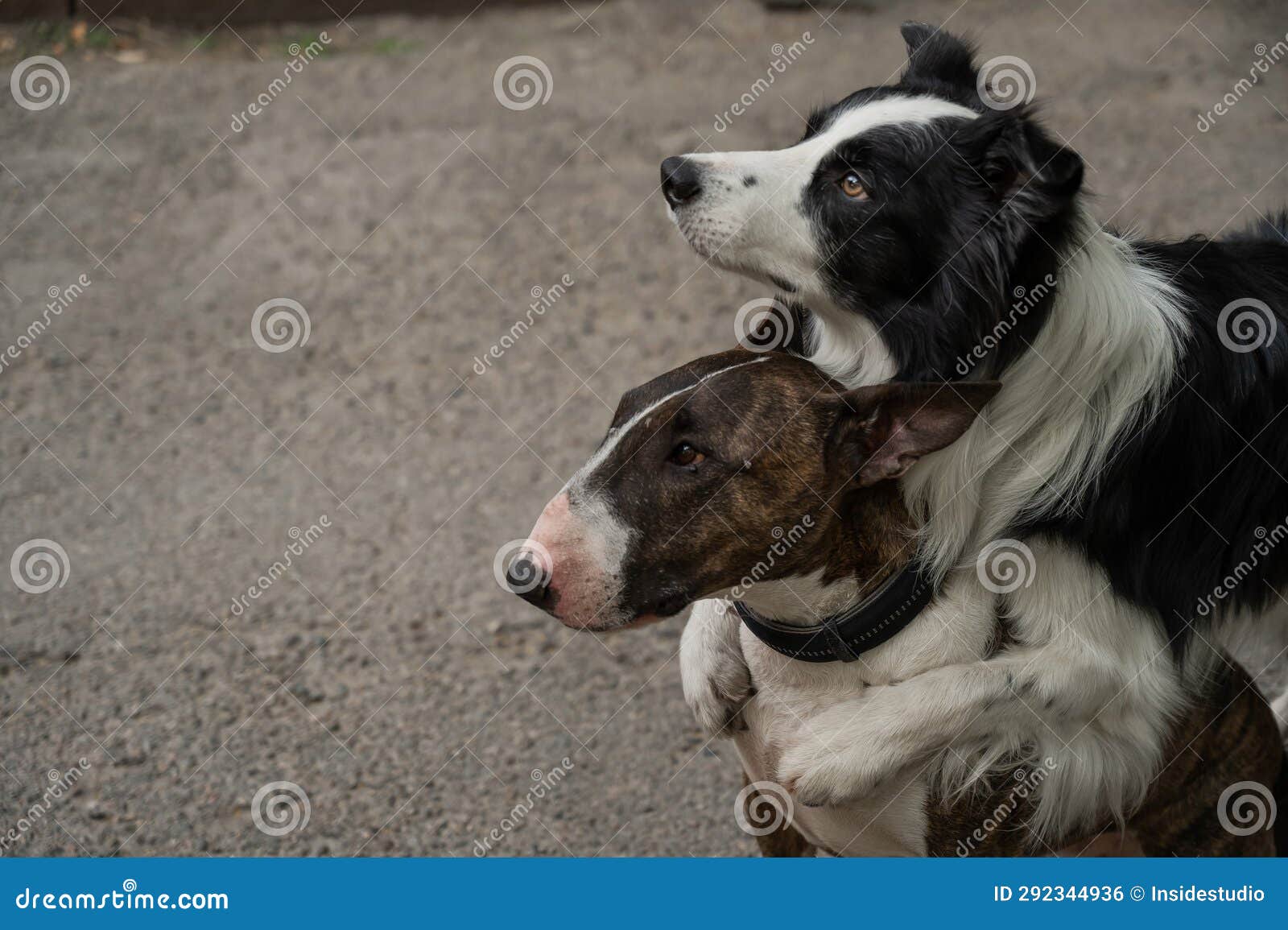 Black and White Border Collie Hugging a Brindle Bull Terrier on a Walk ...