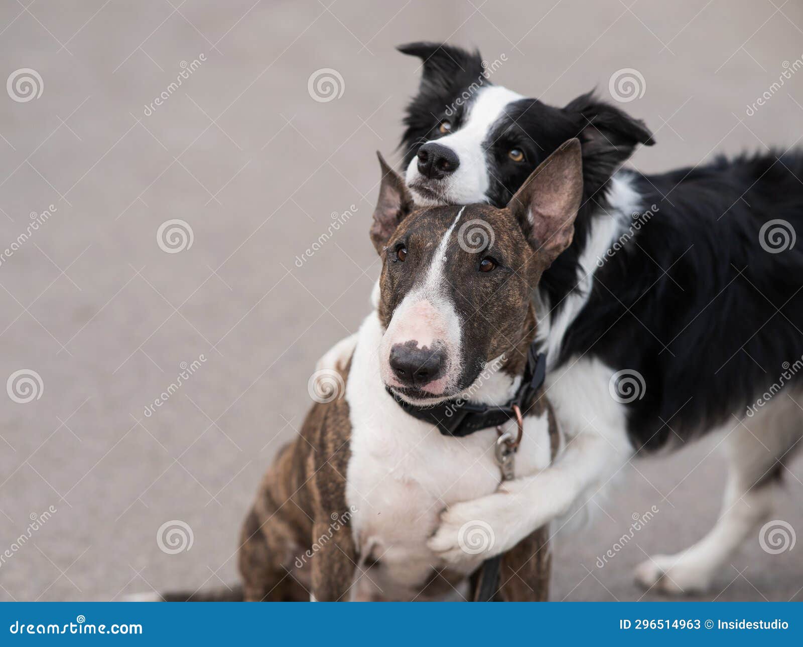 Black and White Border Collie Hugging a Brindle Bull Terrier on a Walk ...