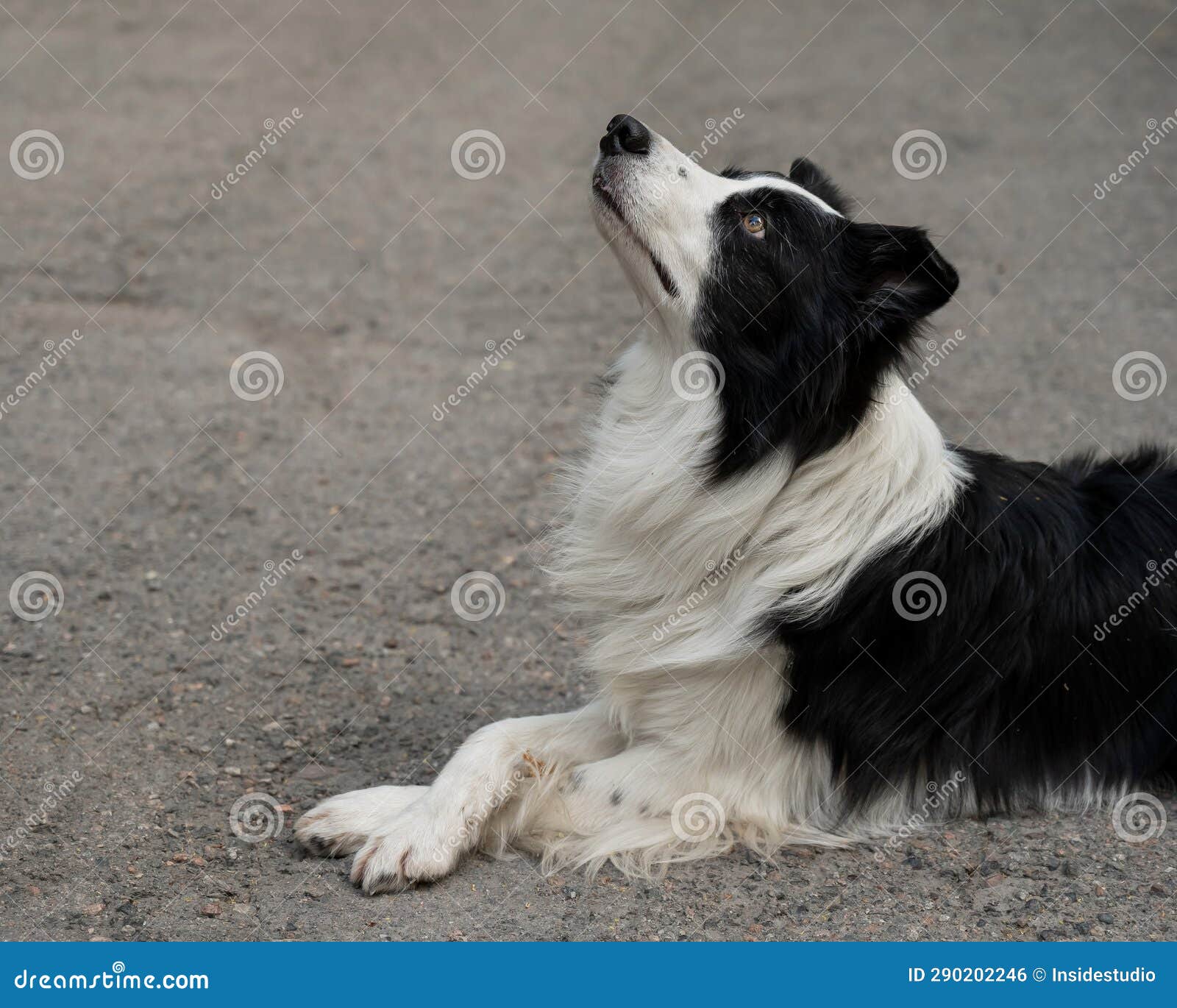 Black and White Border Collie Lying on the Pavement with Crossed Paws ...