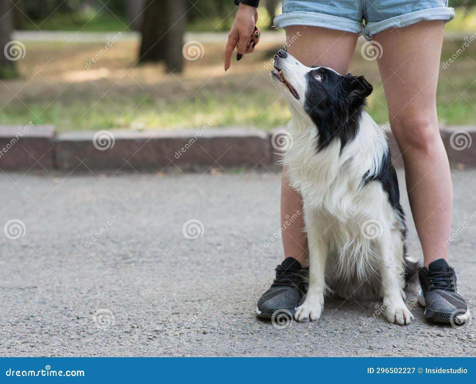 Black and White Border Collie Sits at the Legs of the Owner on a Walk ...