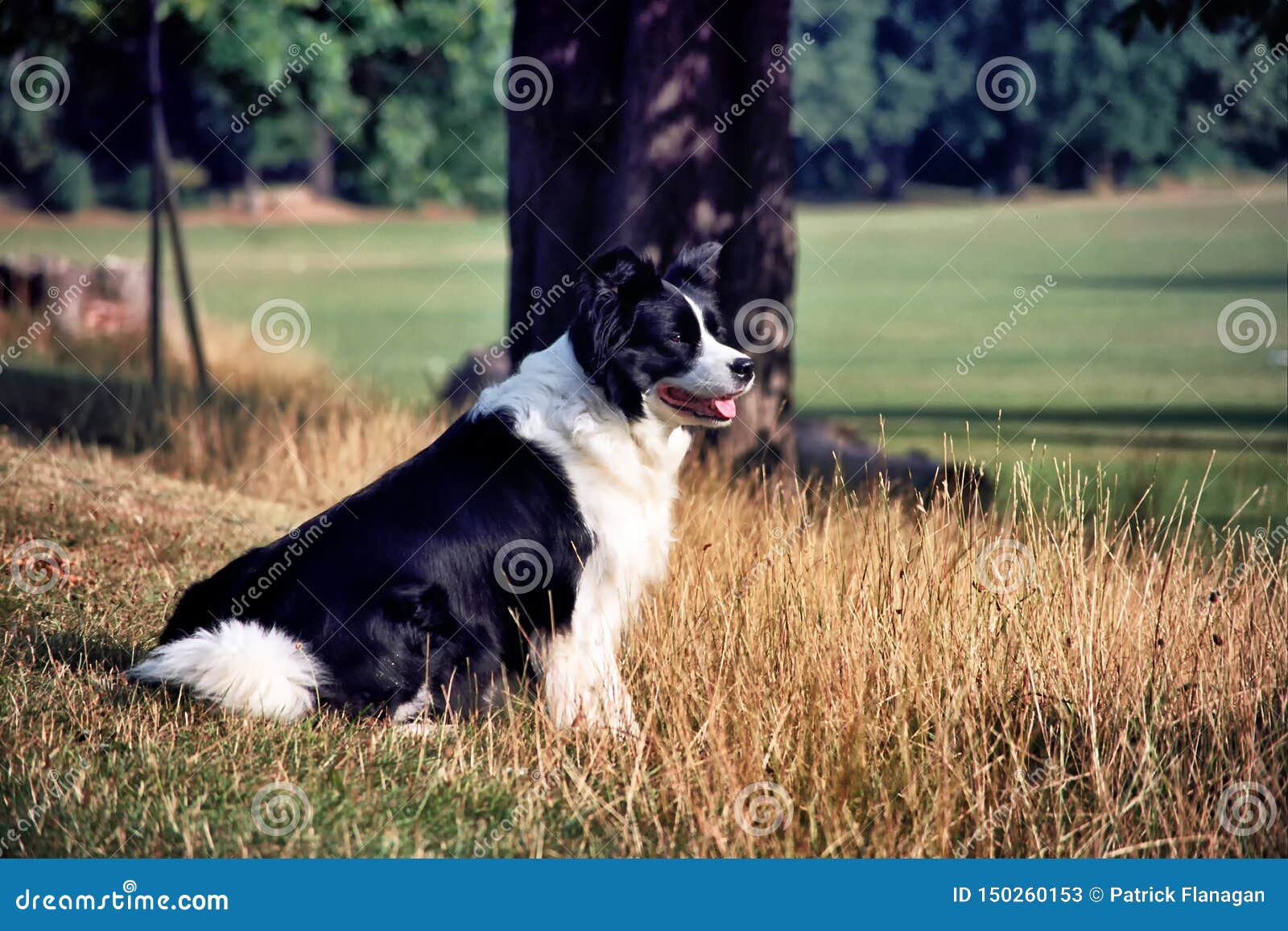 Border Collie Sitting Stock Photos - Download 4,456 Royalty Free Photos