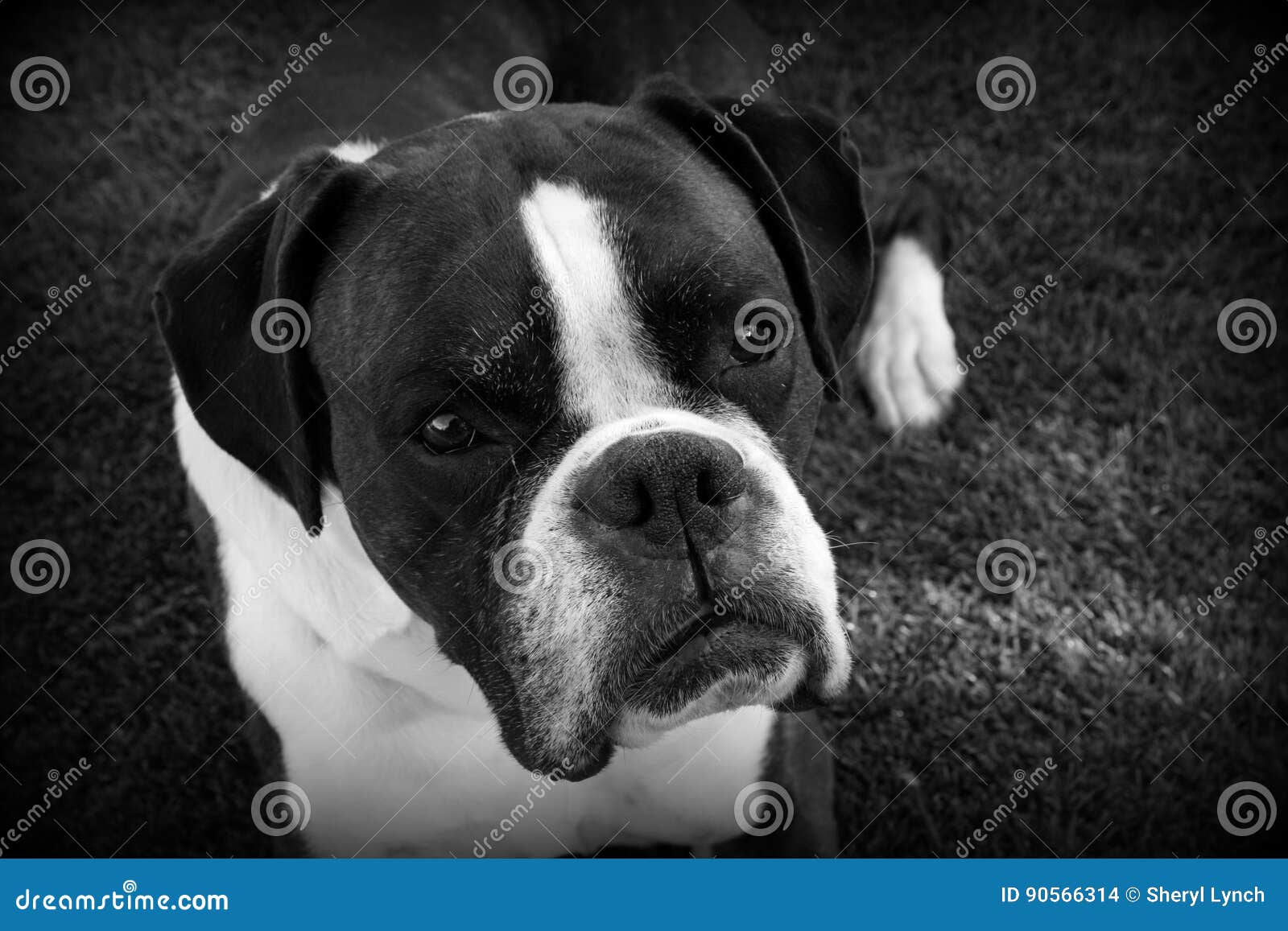 Black and White of Boxer Dog Laying Down on Grass Stock Photo - Image ...