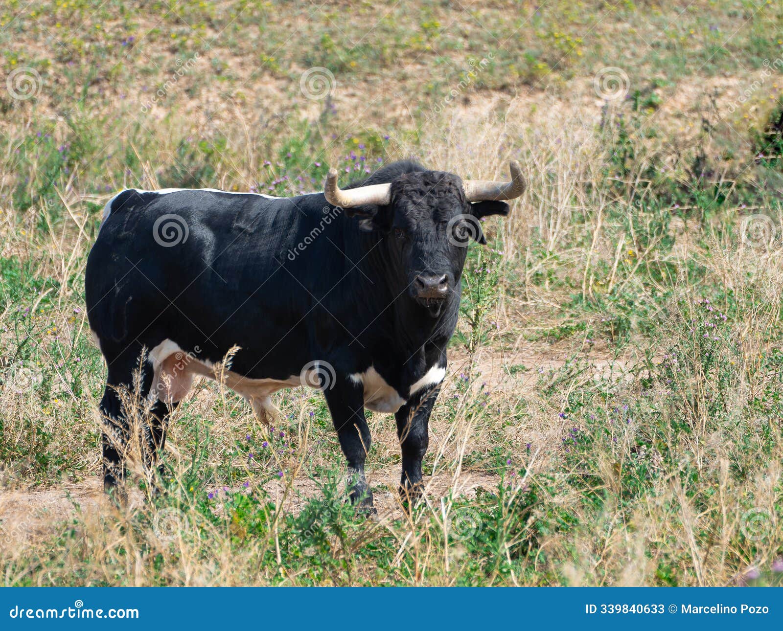 A Black and White Brave Bull Standing in a Field Grazing in the Pasture ...