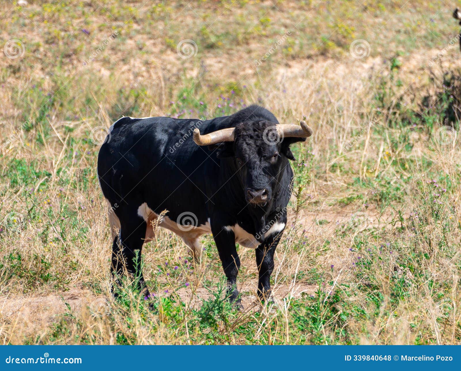 A Black and White Brave Bull Standing in a Field Grazing in the Pasture ...