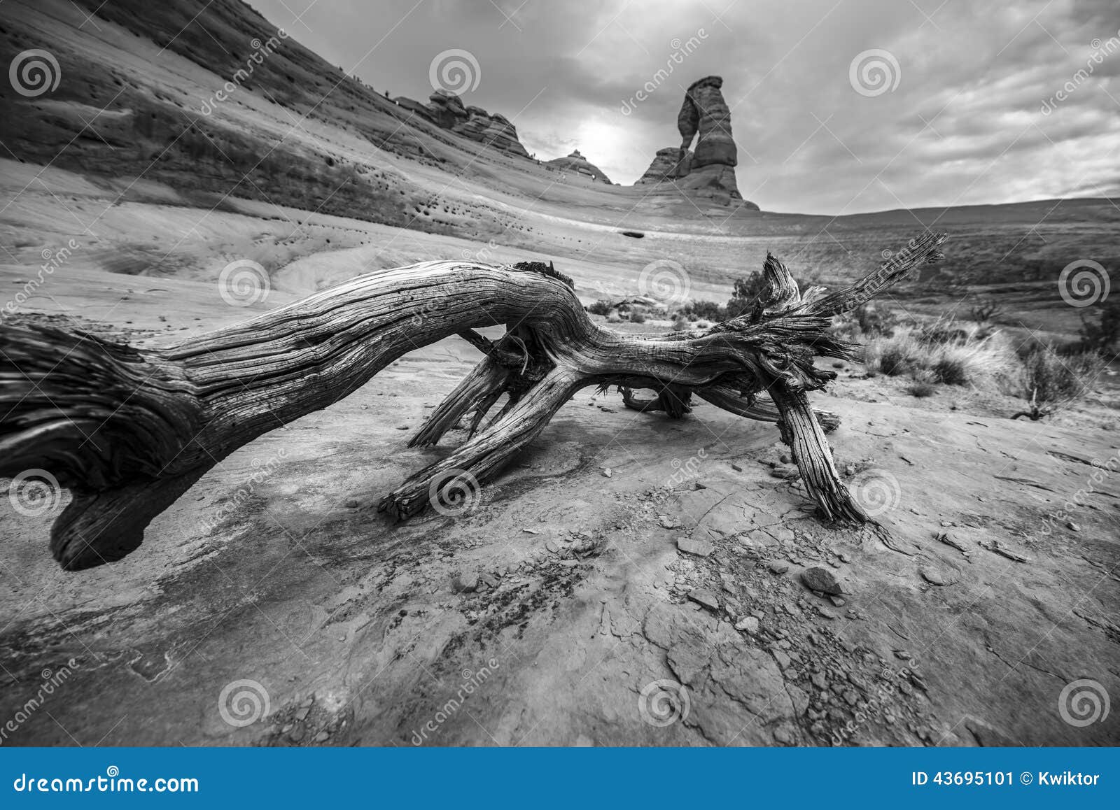 Black and White Broken Tree with View Delicate Arch Stock Image - Image ...