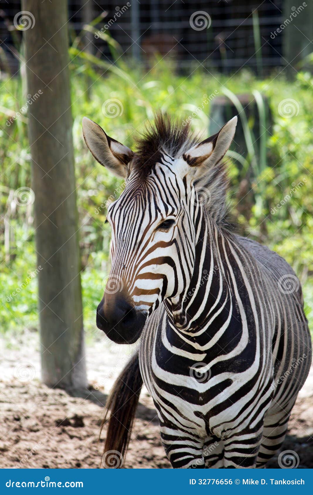 Black White and Brown Zebra Stock Photo - Image of africa, ears: 32776656