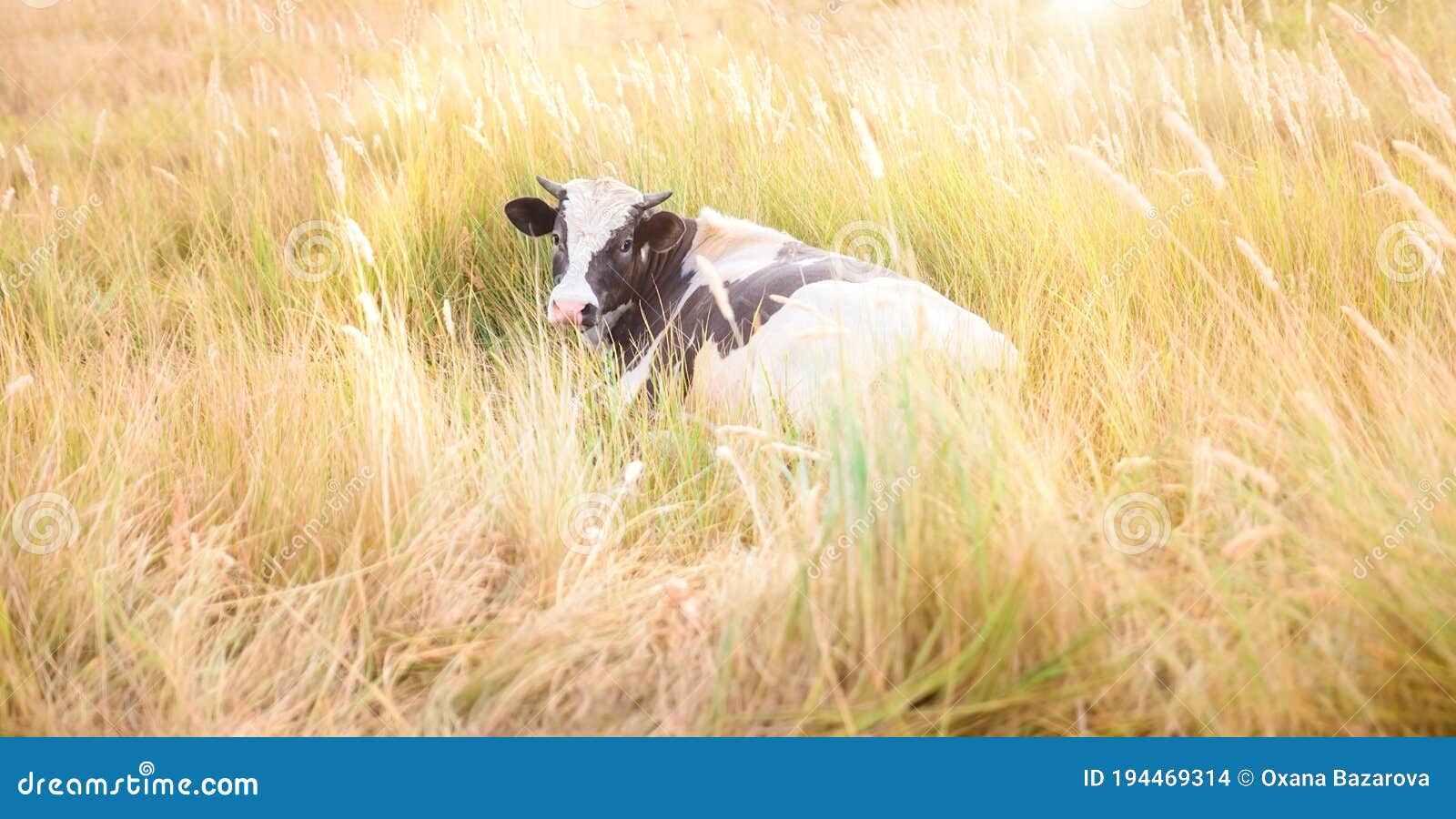 Symbol Of 2021: A Young Curious Bull With Small Horns Royalty-Free ...