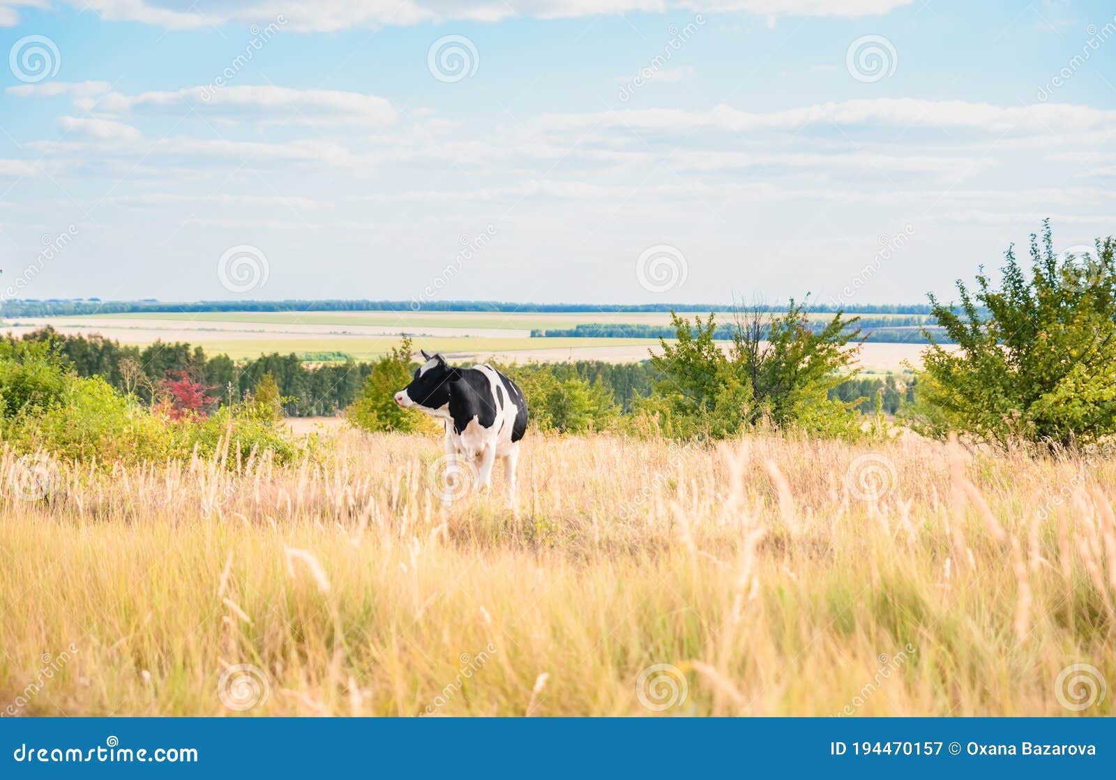 Symbol Of 2021: A Young Curious Bull With Small Horns Royalty-Free ...