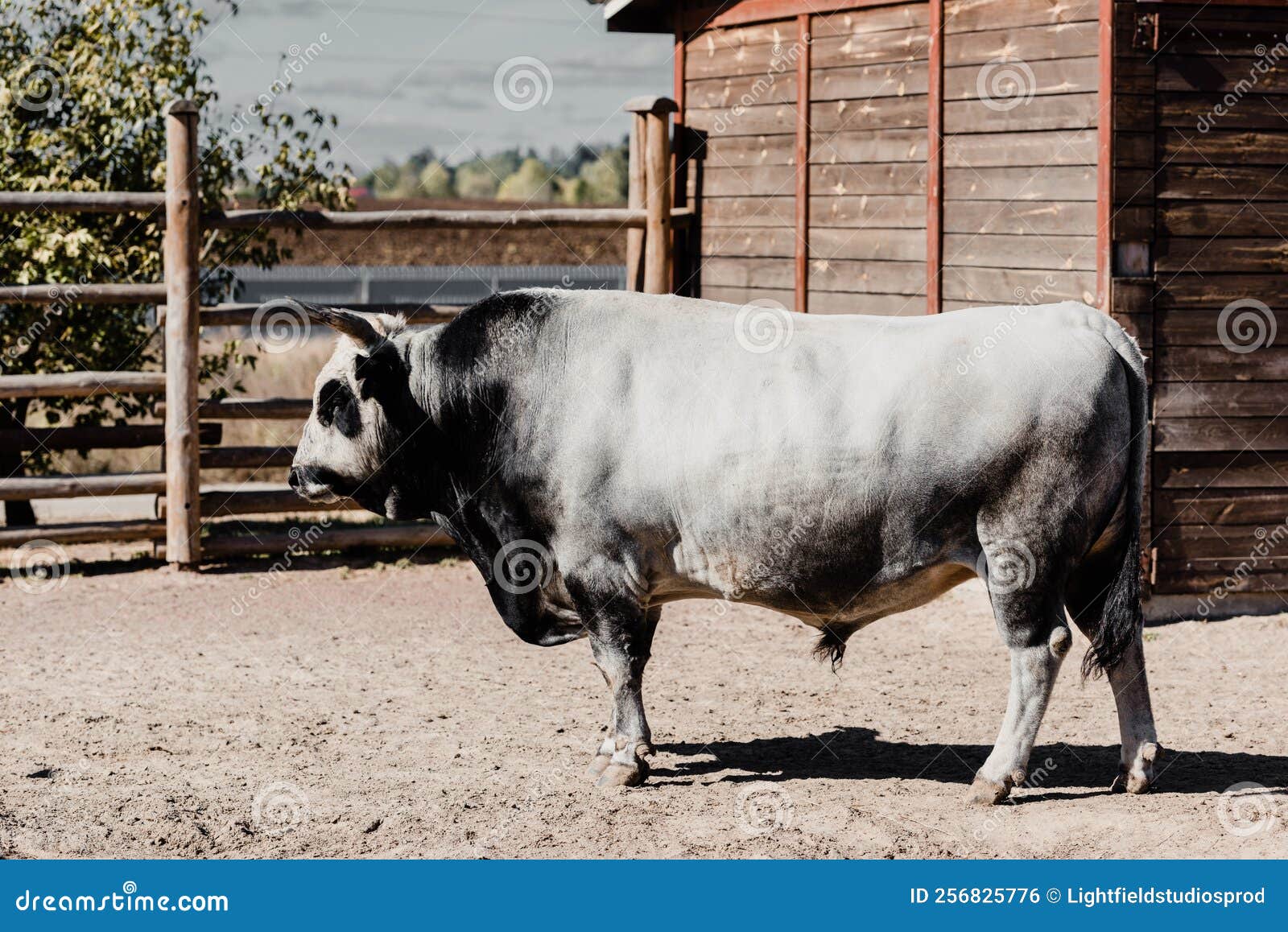 Black and White Bull Standing Outside Stock Photo - Image of sunshine ...