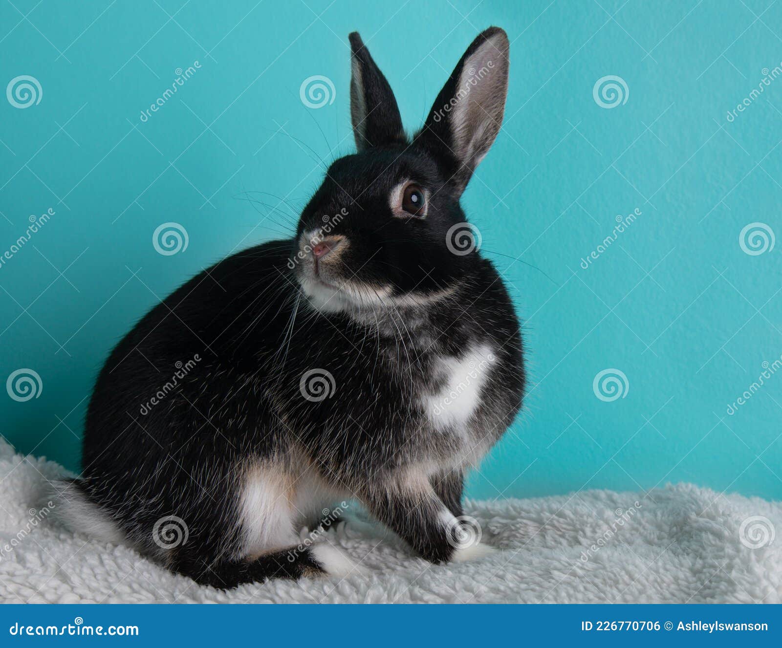 Black and White Bunny Rabbit Stock Photo - Image of fuzzy, pets: 226770706