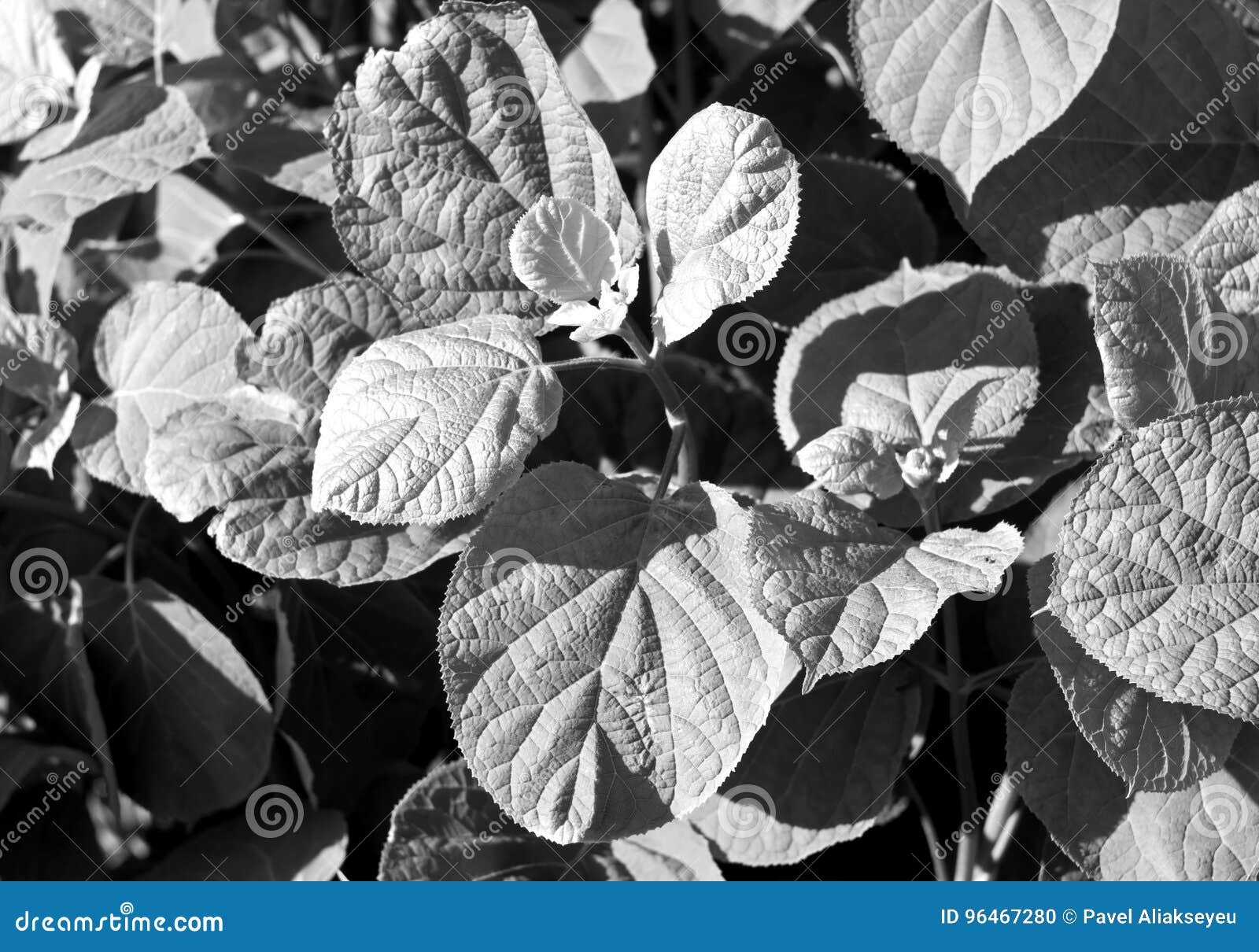 Black and White Bush Leaves Texture. Stock Photo - Image of gray ...