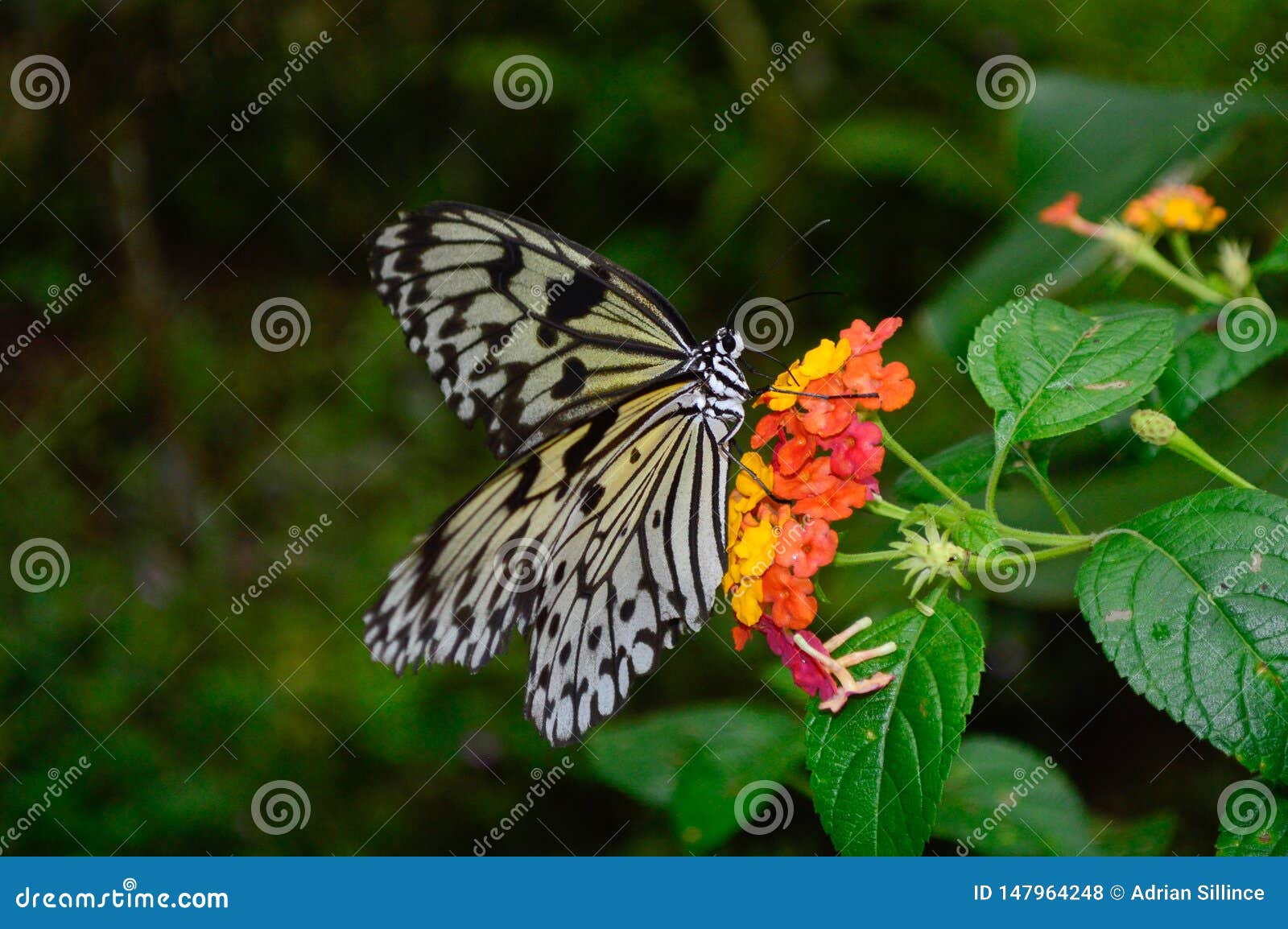 A Black and White Butterfly Getting Pollen from a Flower Stock Photo ...