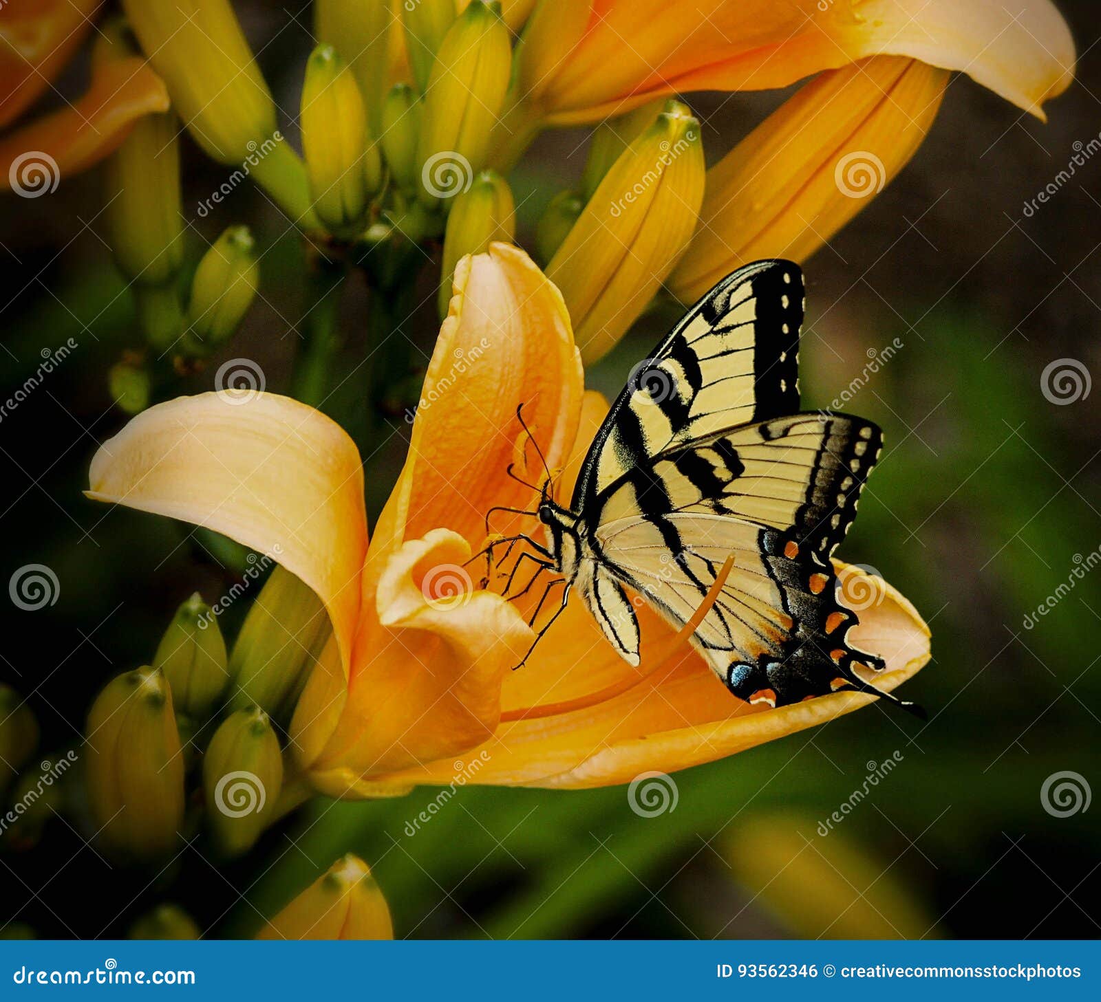 Black And White Butterfly Perch On Yellow Petaled Flower Picture. Image ...