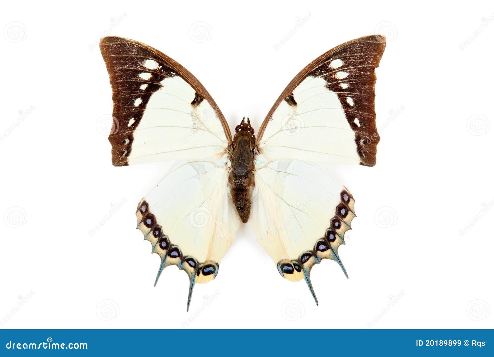 Black and White Butterfly Polyura Dolon Stock Image - Image of ...