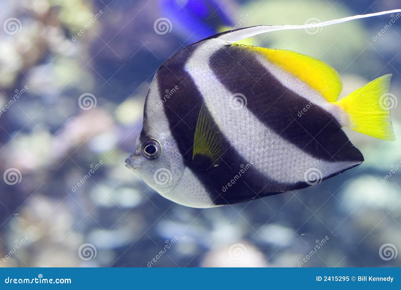 Black & White Butterflyfish Stock Image - Image of butterfly, white ...